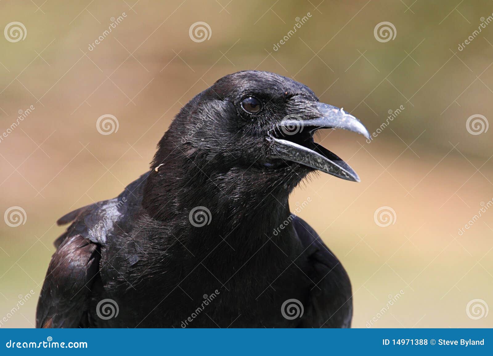 American Crow Corvus Brachyrhynchos Royalty-Free Stock Image ...