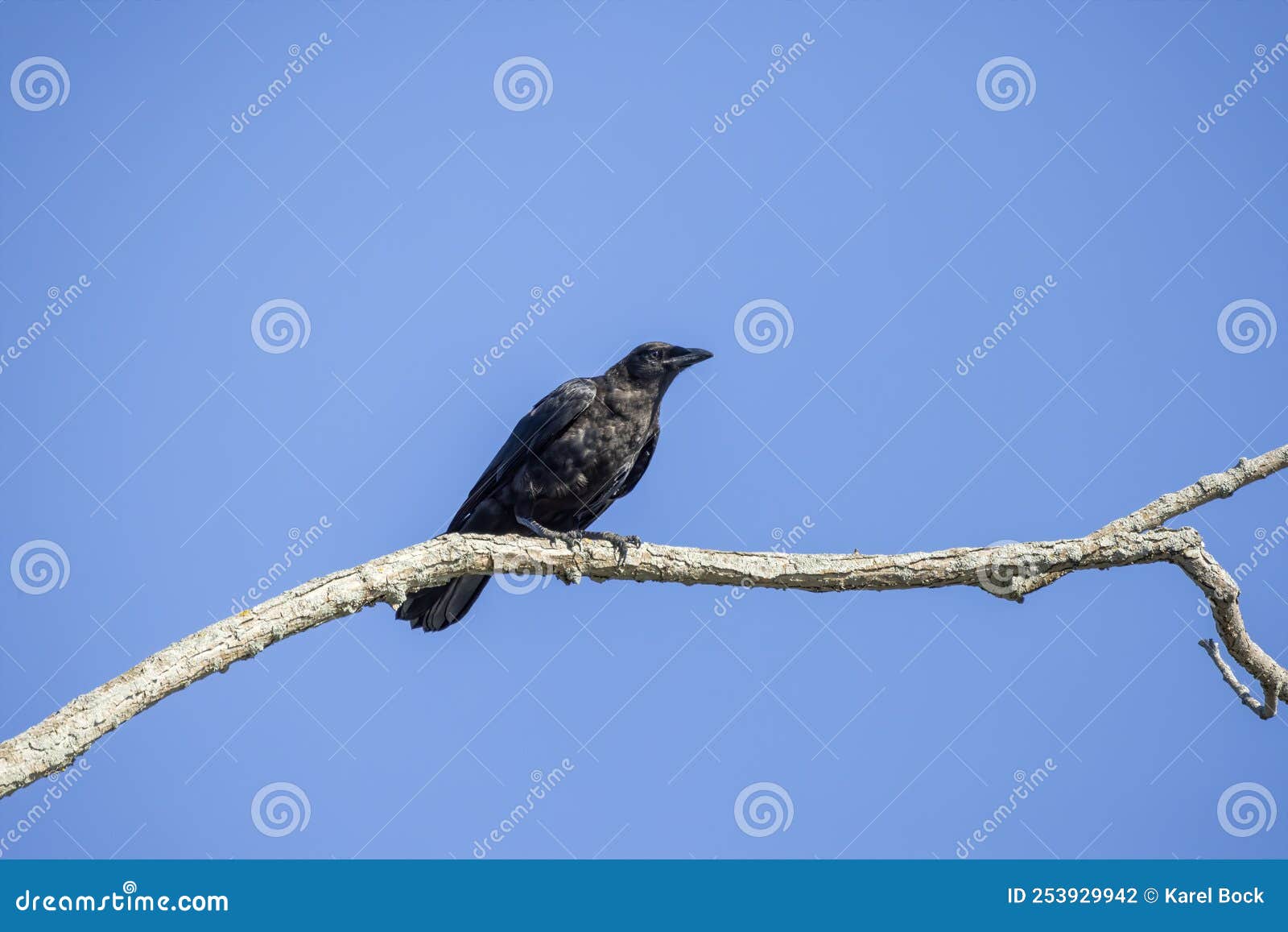The American Crow Corvus Brachyrhynchos Stock Photo - Image of common ...