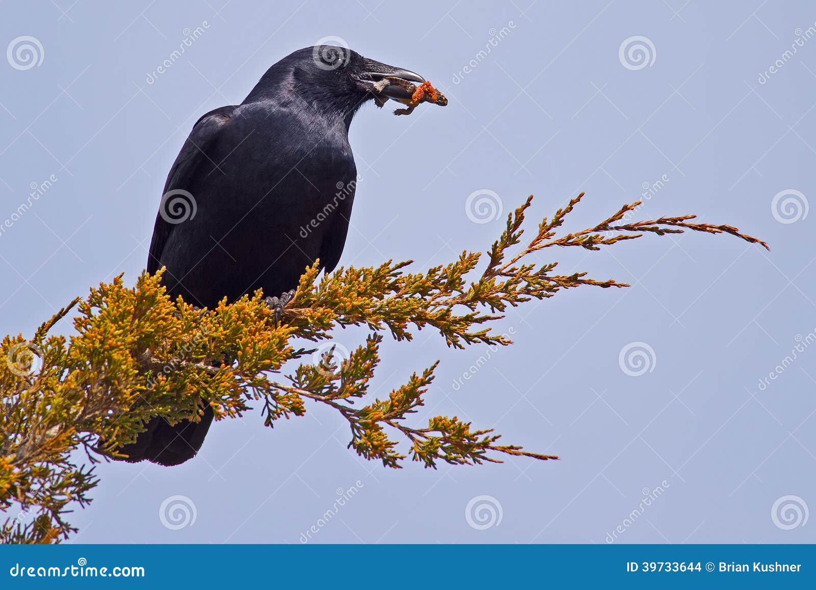 American Crow stock photo. Image of wildlife, crowing - 39733644
