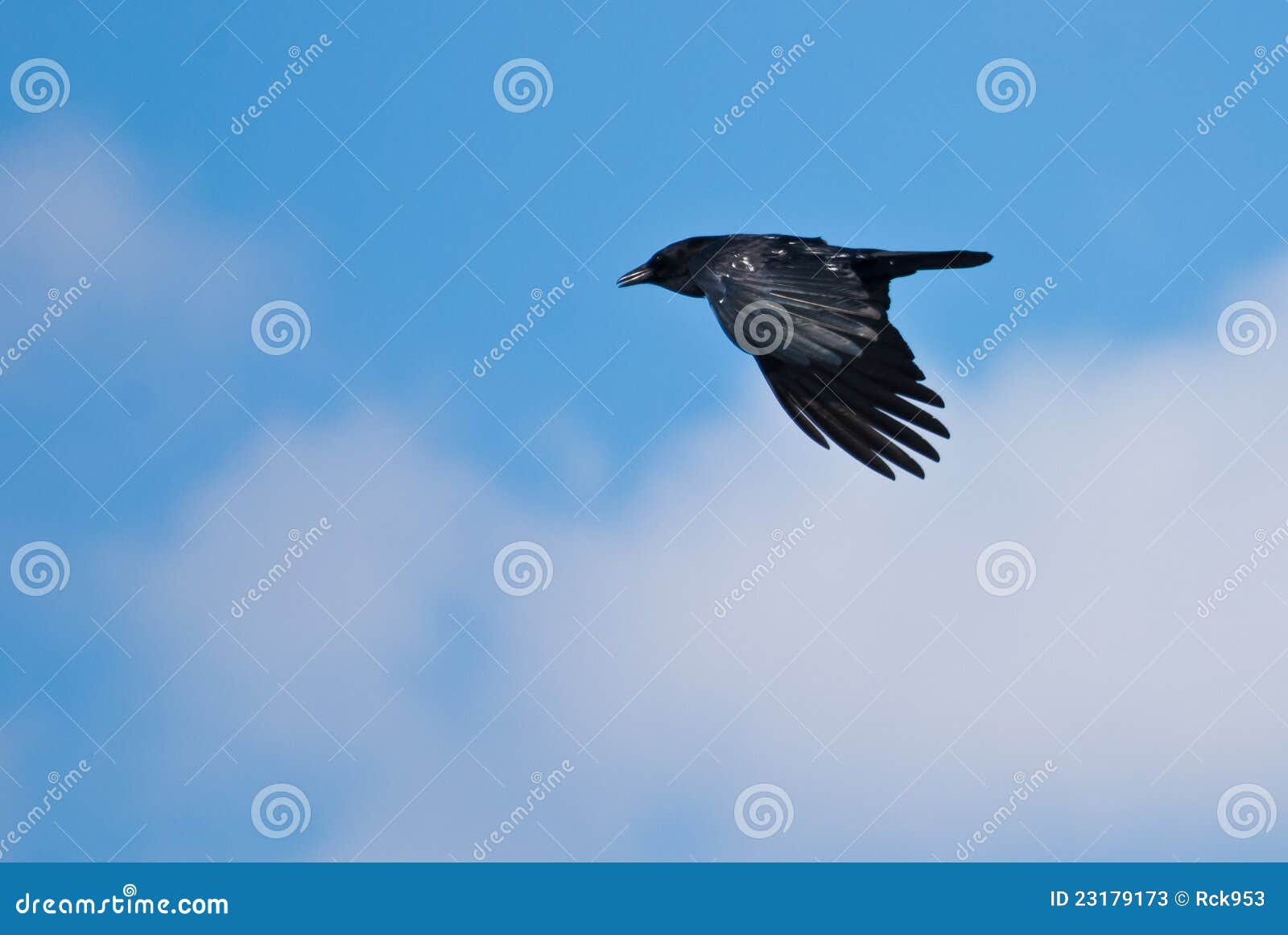 American Crow in Flight stock image. Image of bird, flying - 23179173
