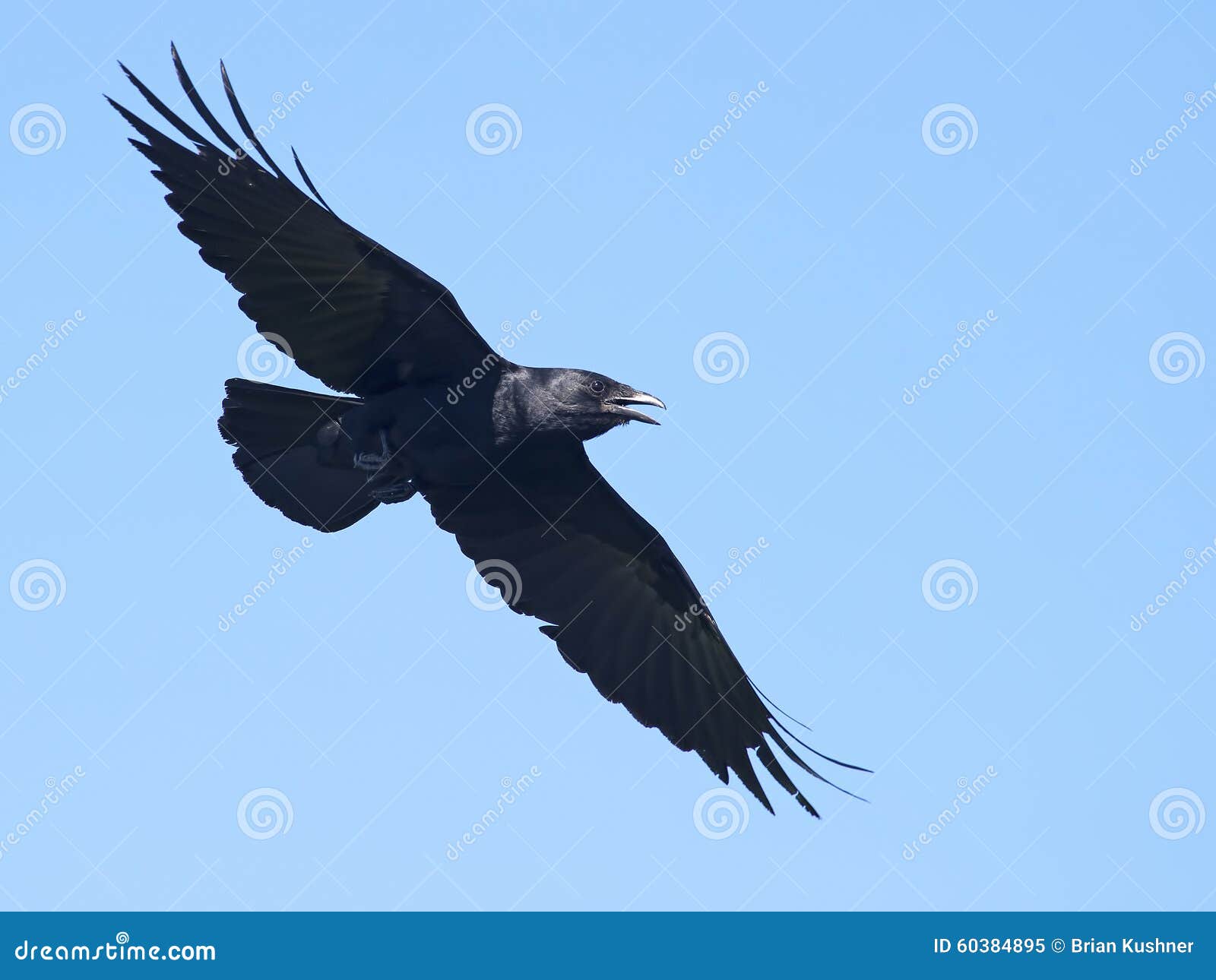 American Crow in Flight stock image. Image of avian, bird - 60384895