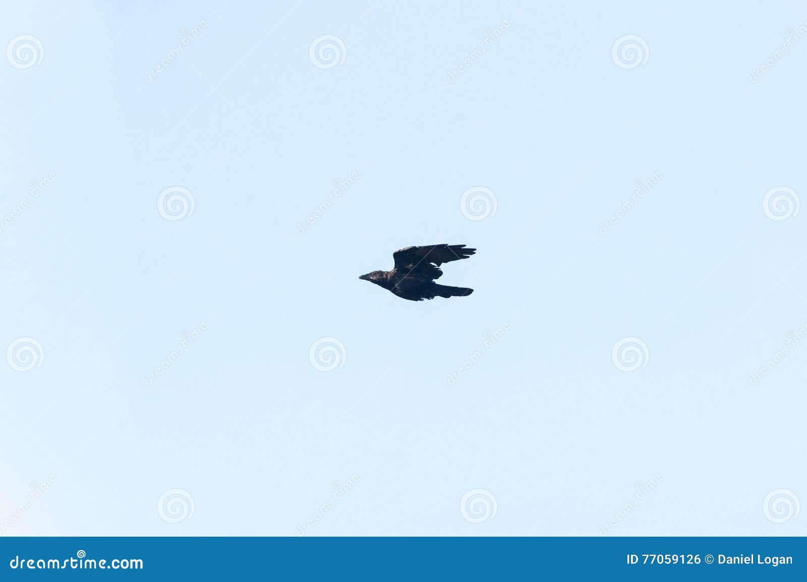 American Crow in flight stock photo. Image of text, flying - 77059126