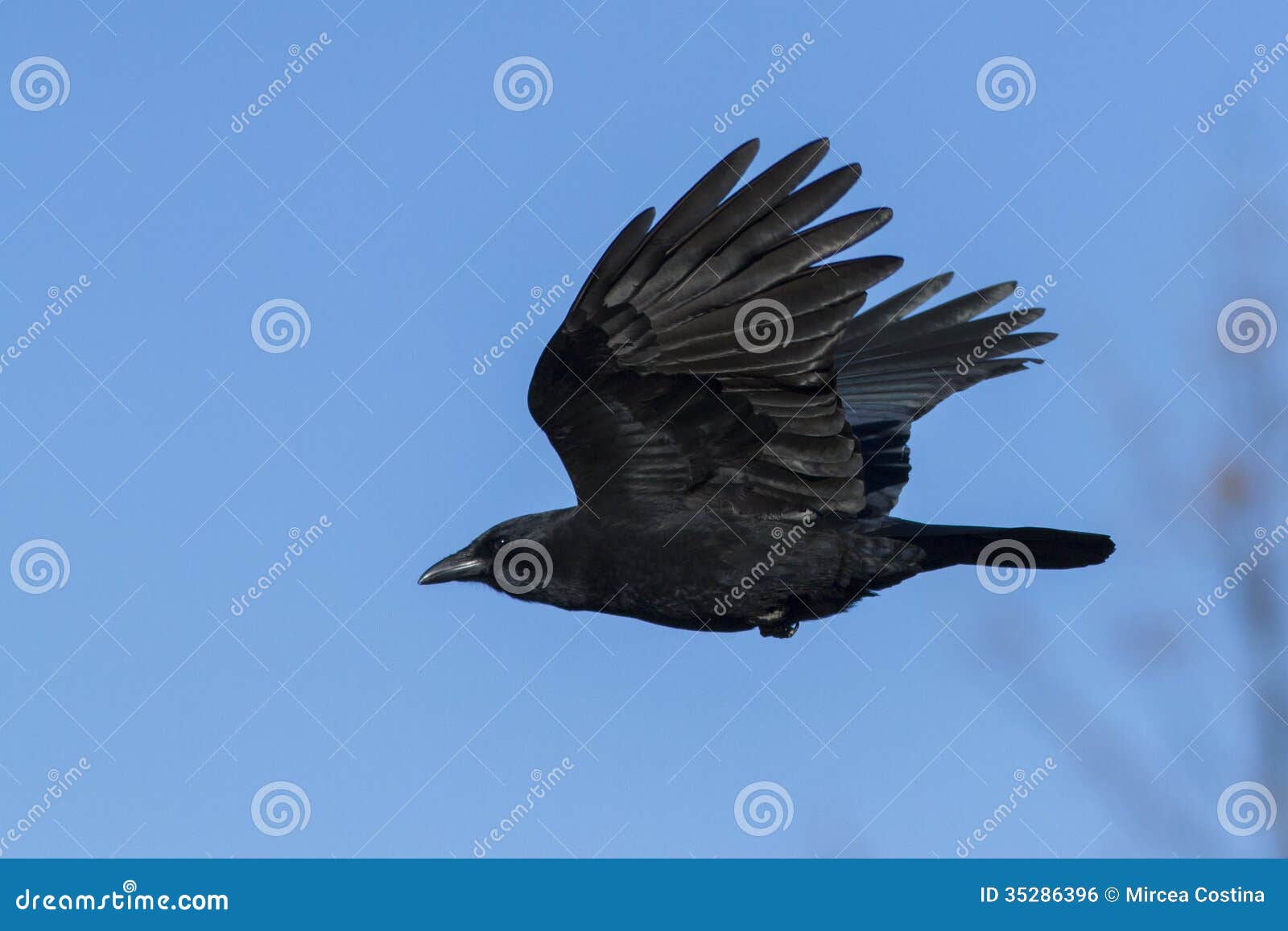 American Crow in flight stock photo. Image of american - 35286396