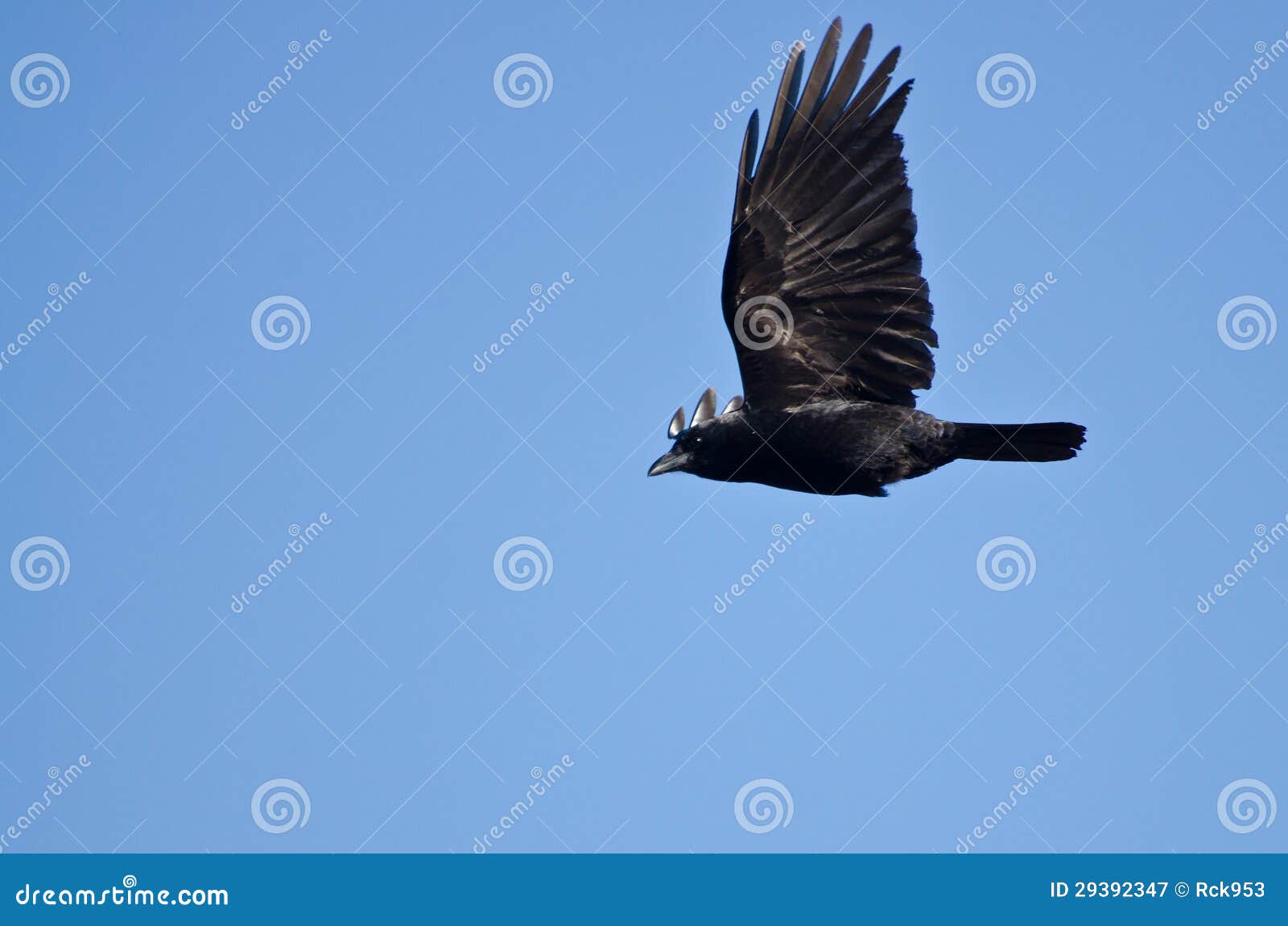 American Crow Flying in a Blue Sky Stock Image - Image of nature, crow ...