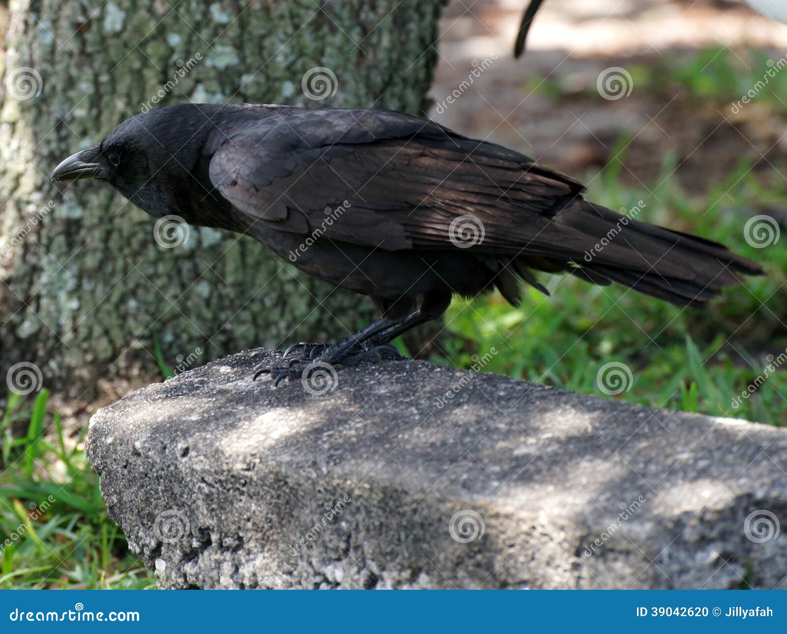 American Crow Leaning Forward Stock Photo - Image of animal, leaning ...