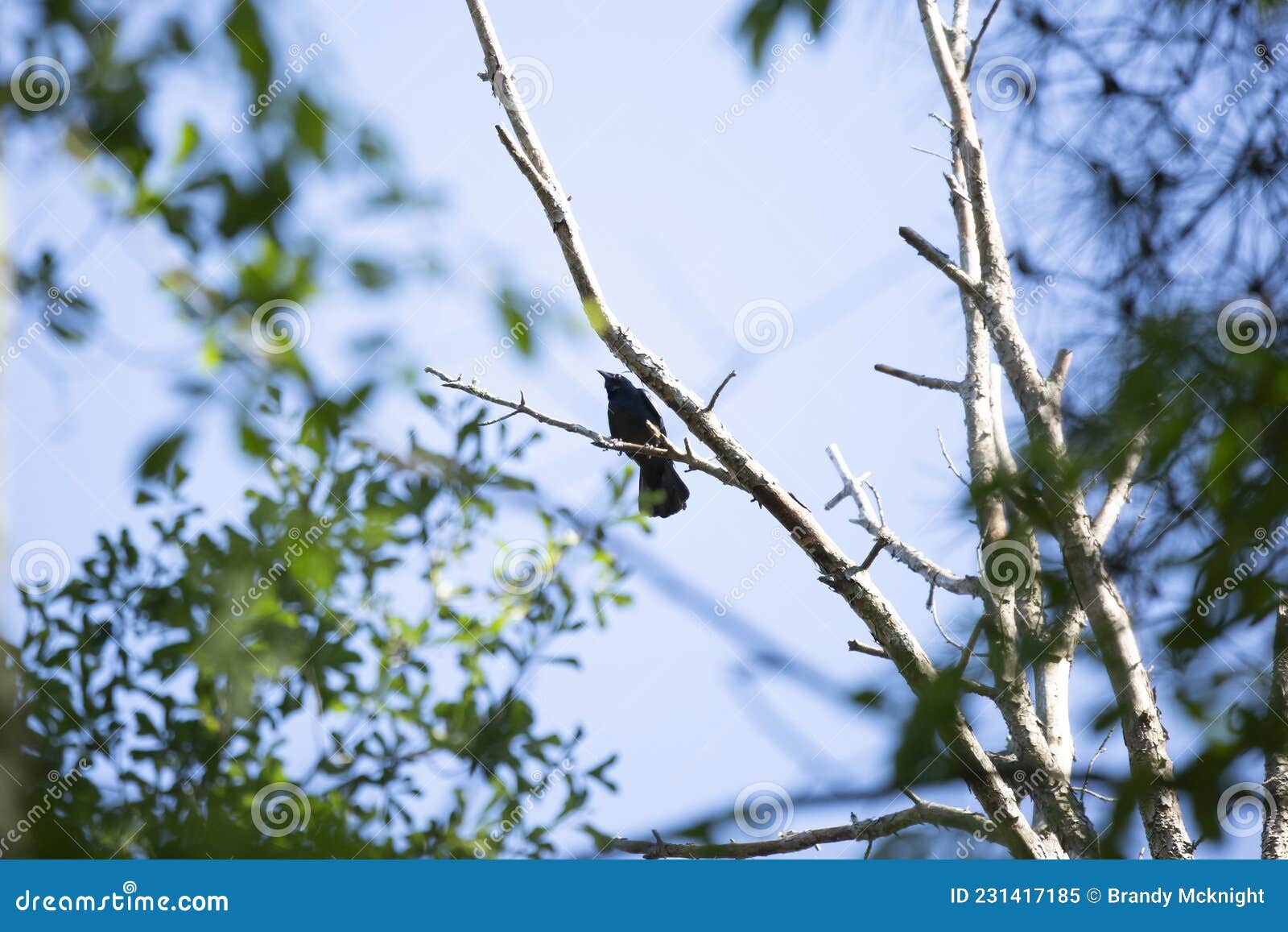 American Crow on a Limb stock image. Image of natural - 231417185