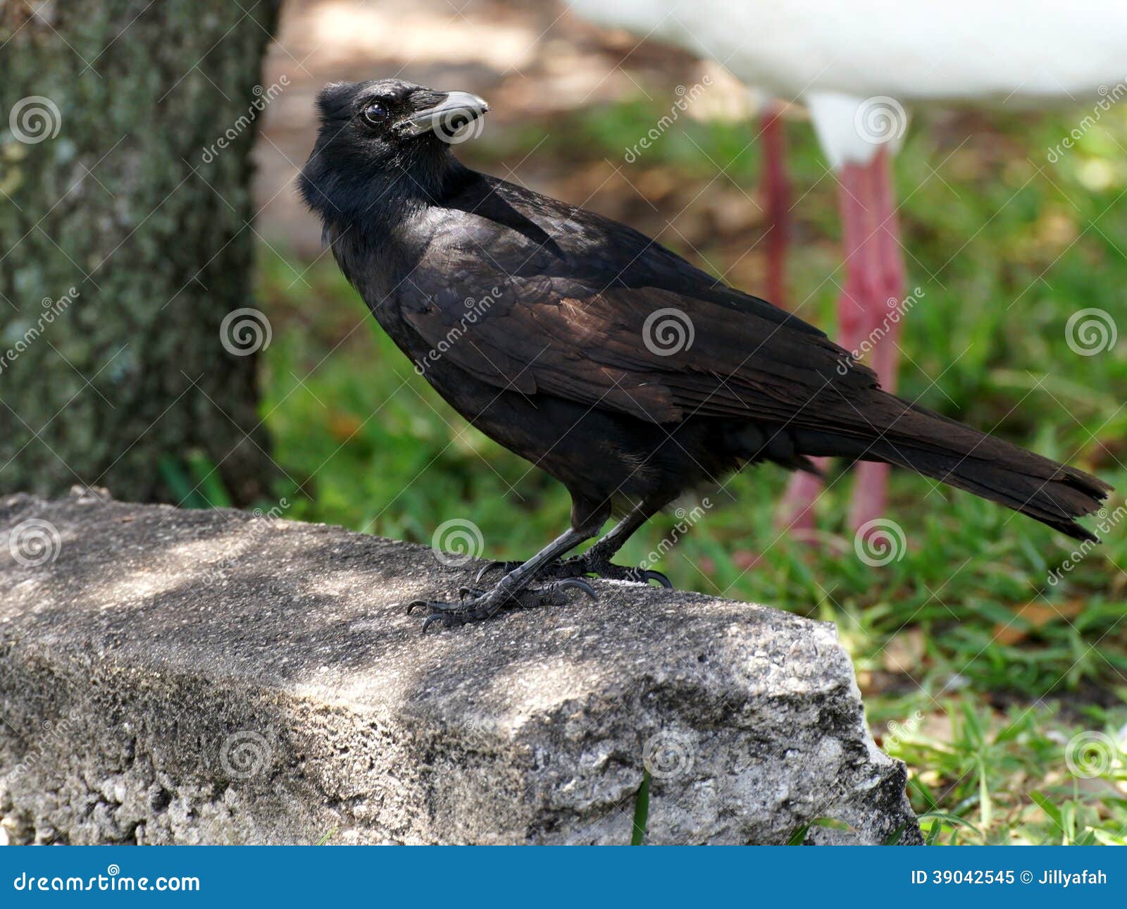 American Crow Looking Behind Itself Stock Image - Image of bird, nature ...