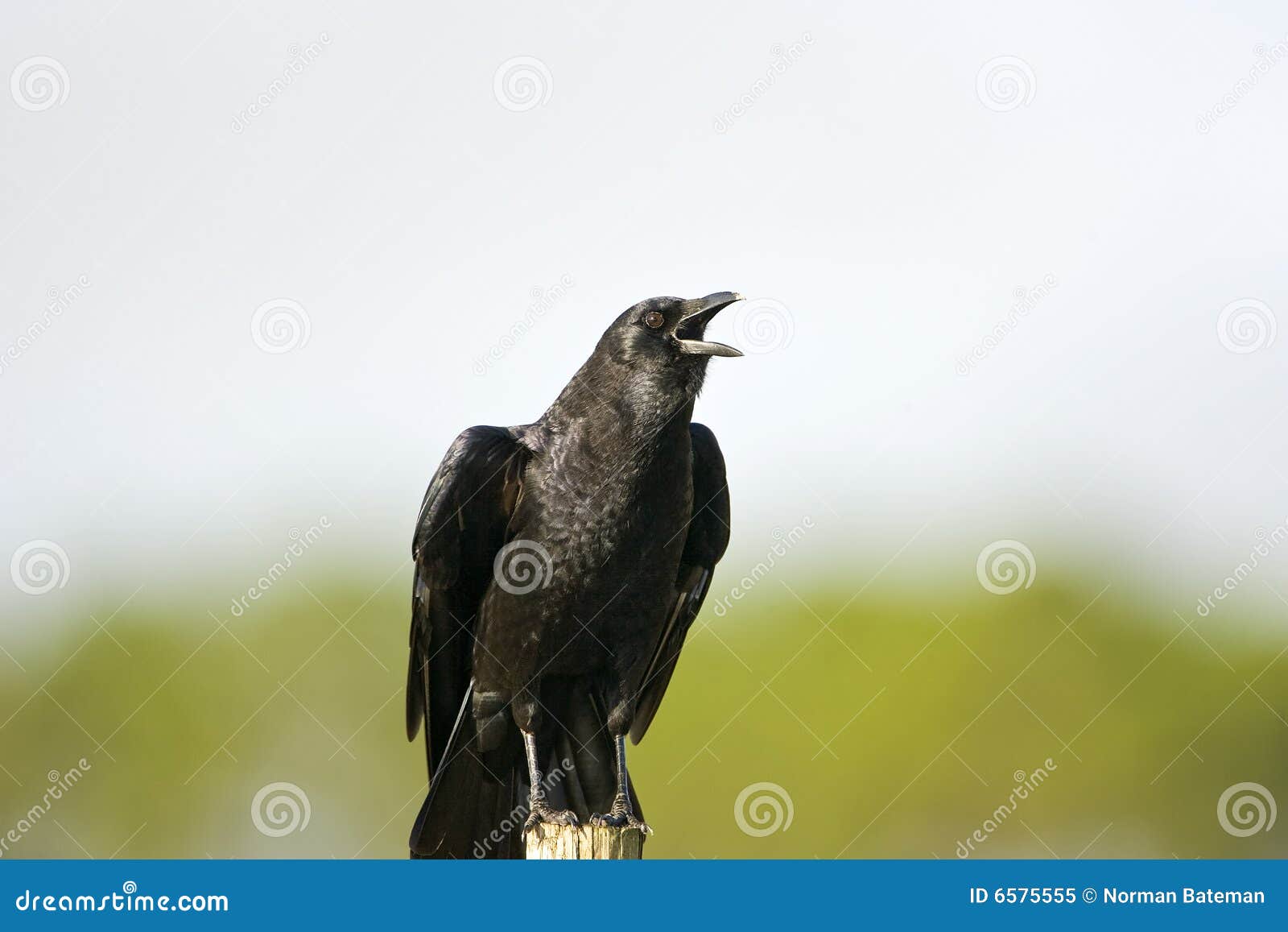 American Crow perched stock image. Image of feathers, wild - 6575555