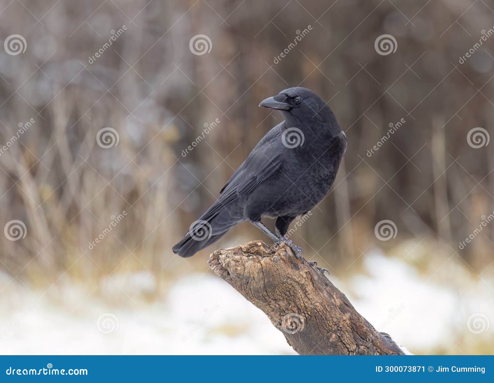 An American Crow Perched on a Branch on a Cold Winter Day in Ottawa ...