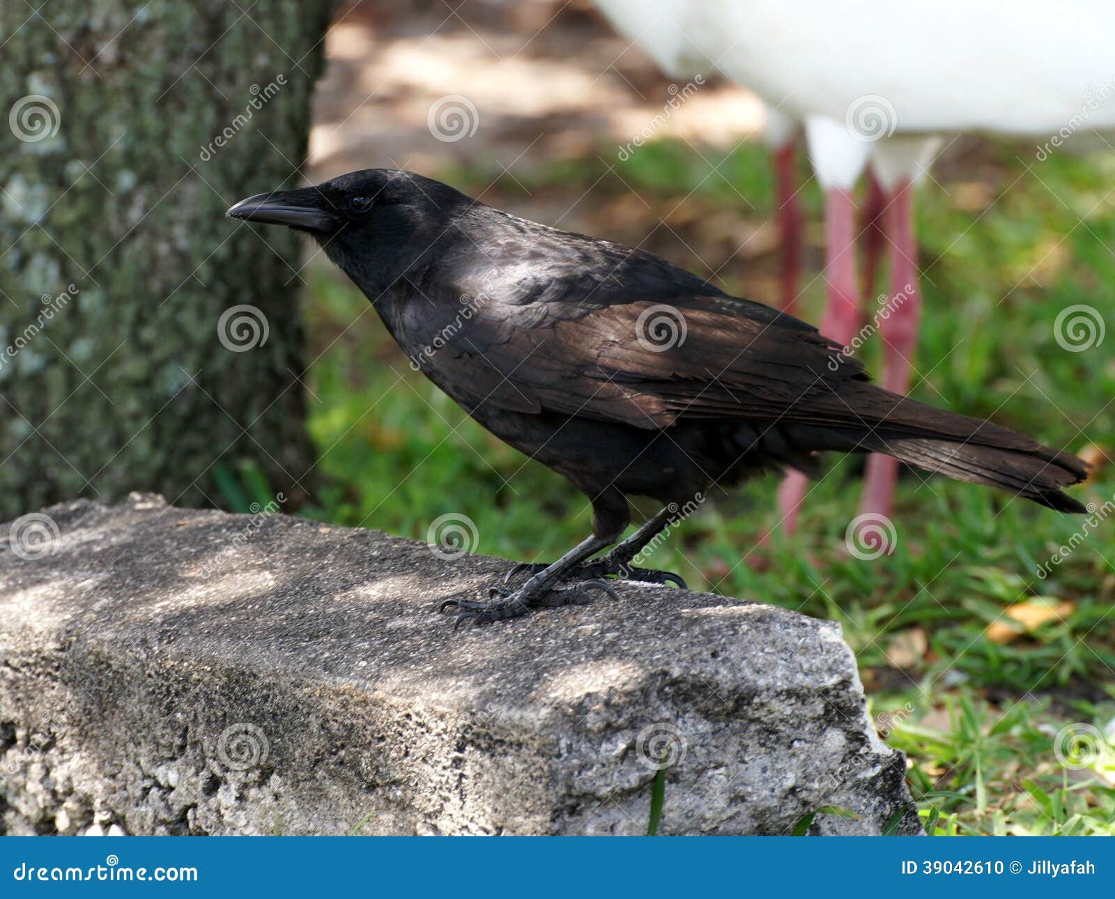 American Crow Perched on Stone Stock Photo - Image of wildlife, bird ...