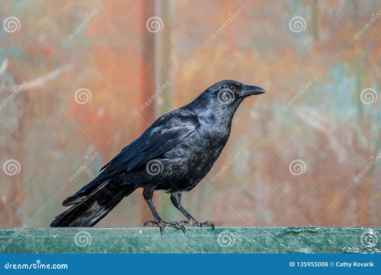 American Crow stock photo. Image of container, wildlife - 135955008