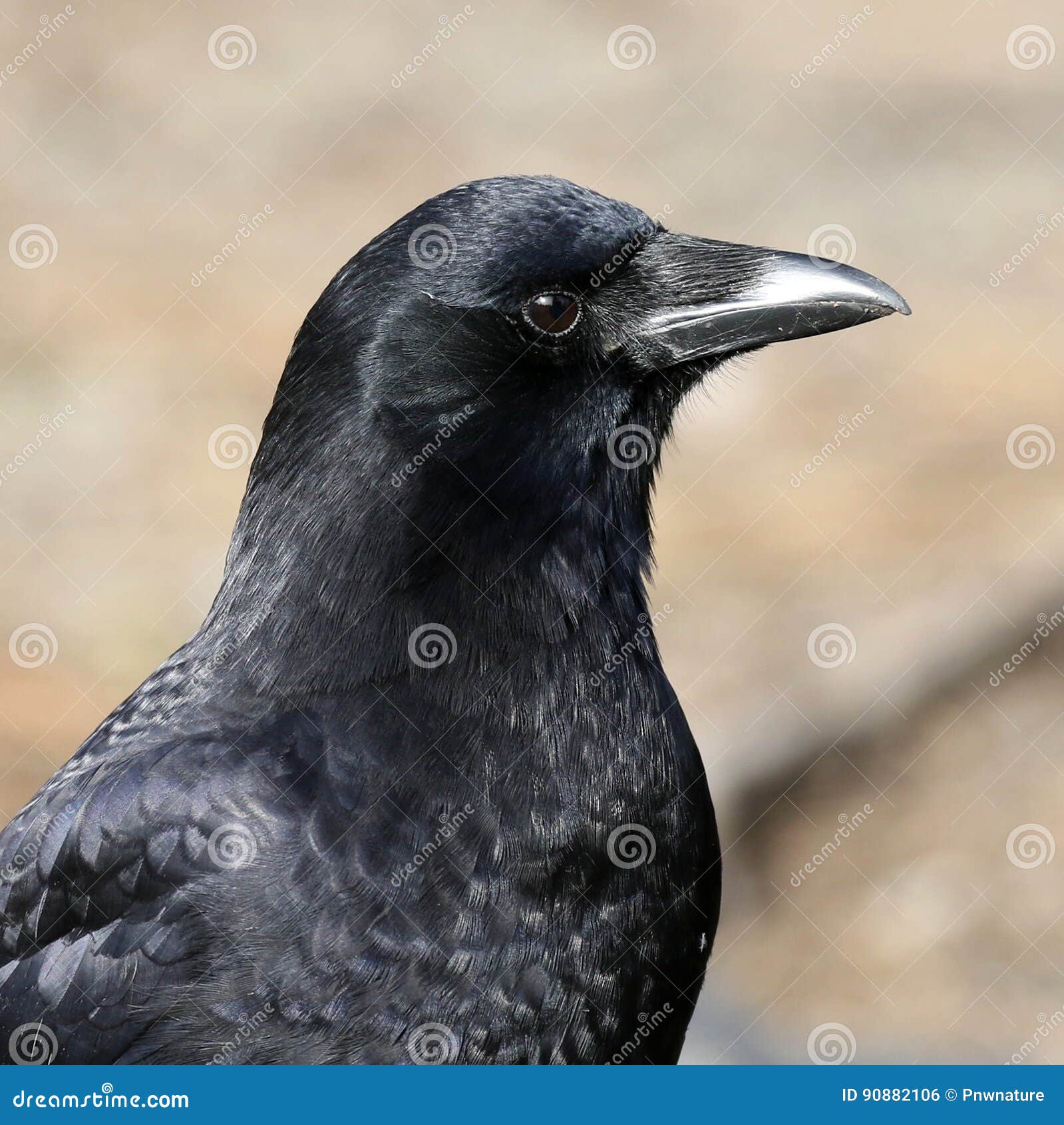 American Crow Profile stock photo. Image of profile, nature - 90882106