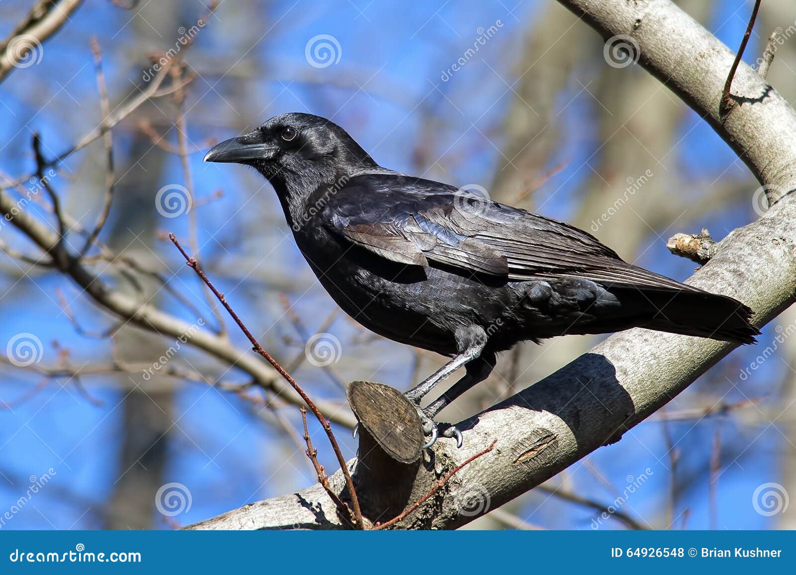 American Crow stock photo. Image of tree, bird, crow - 64926548
