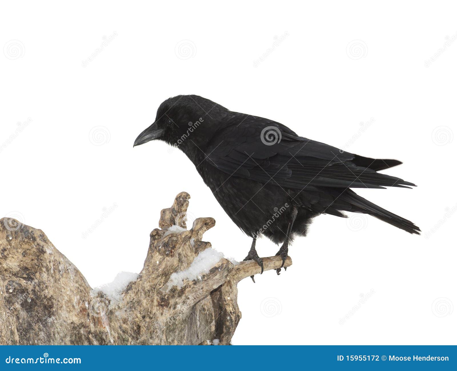 American Crow on snow stock photo. Image of zoology, wildlife - 15955172
