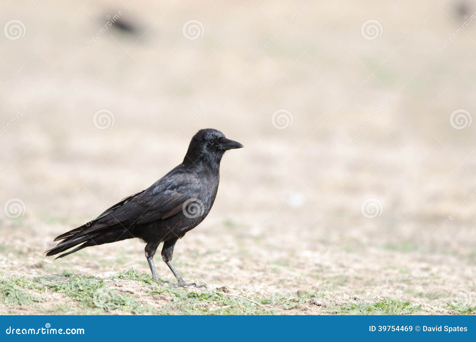 American Crow stock image. Image of feather, corvus, wildlife - 39754469