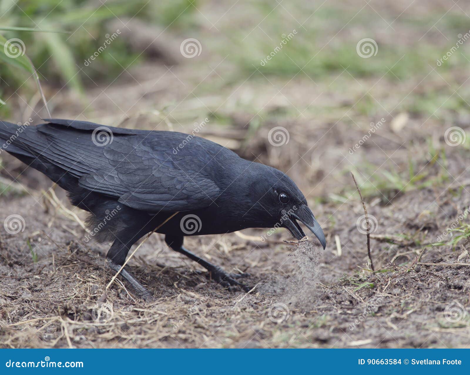 American Crow Standing on the Ground Stock Photo - Image of outdoors ...