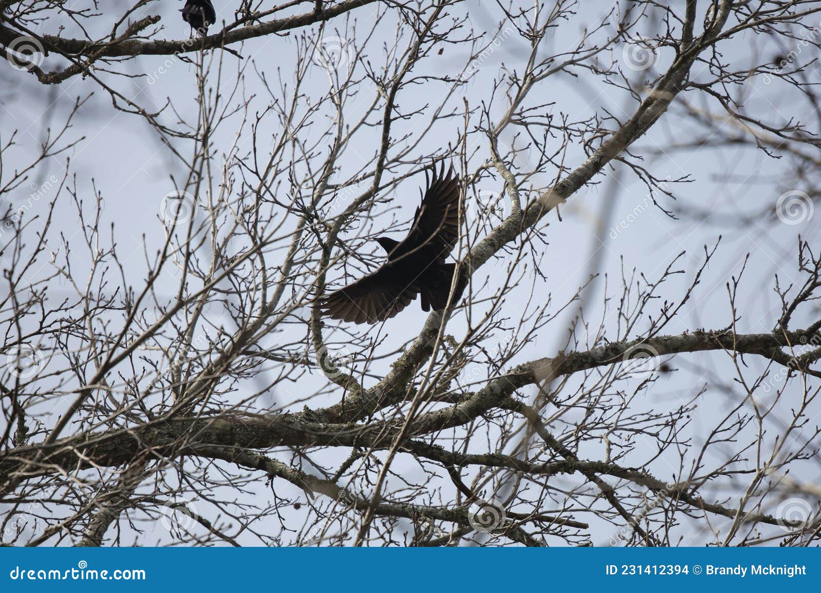 American Crow Taking Flight Stock Photo - Image of fauna, birding ...