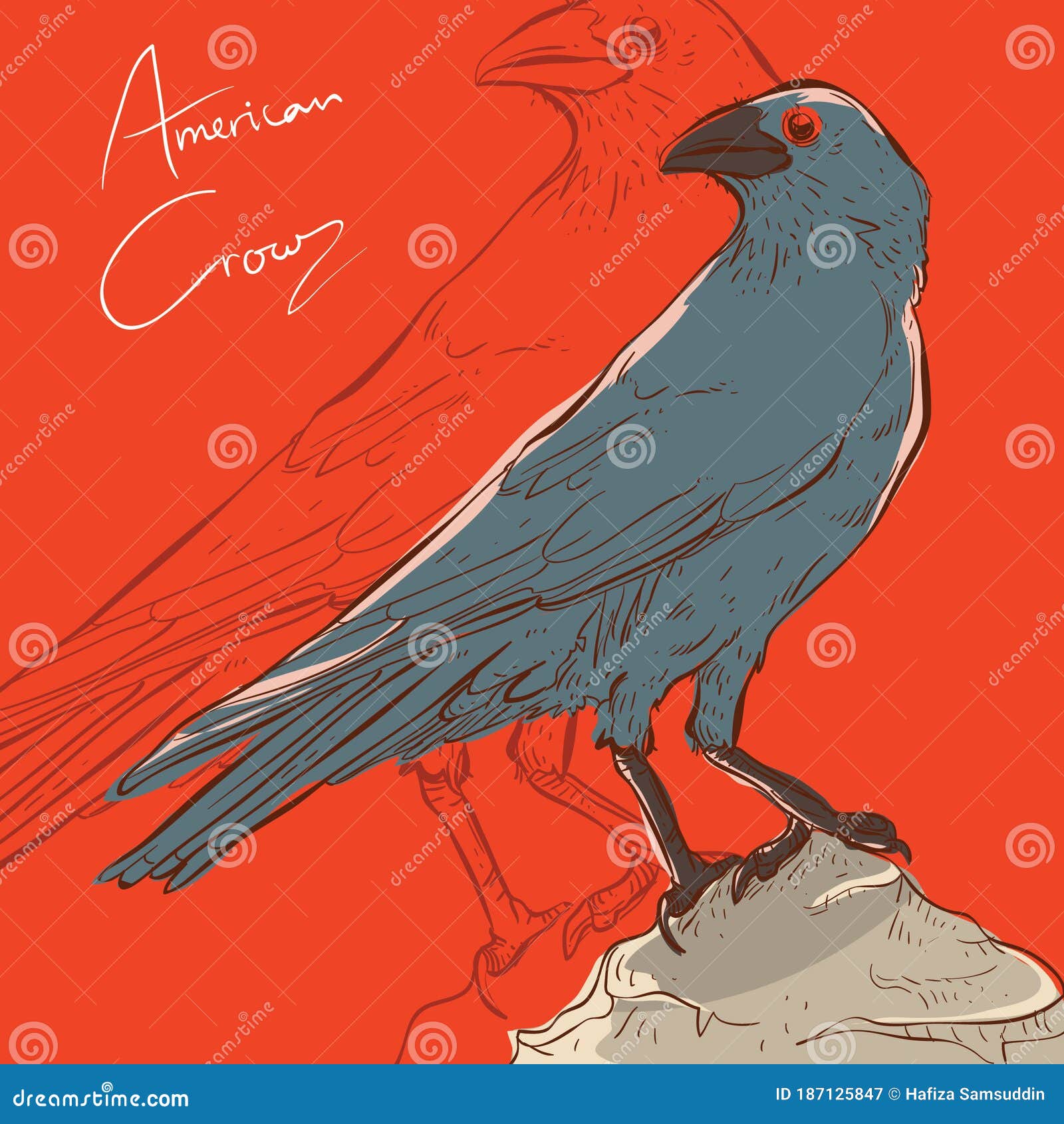 American Crow. Vector Illustration Decorative Design Stock Vector ...