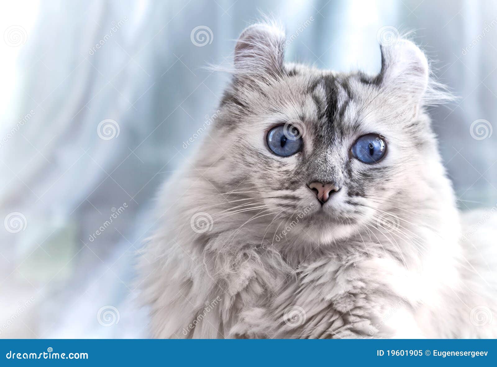 American Curl cat stock image. Image of playful, creature - 19601905