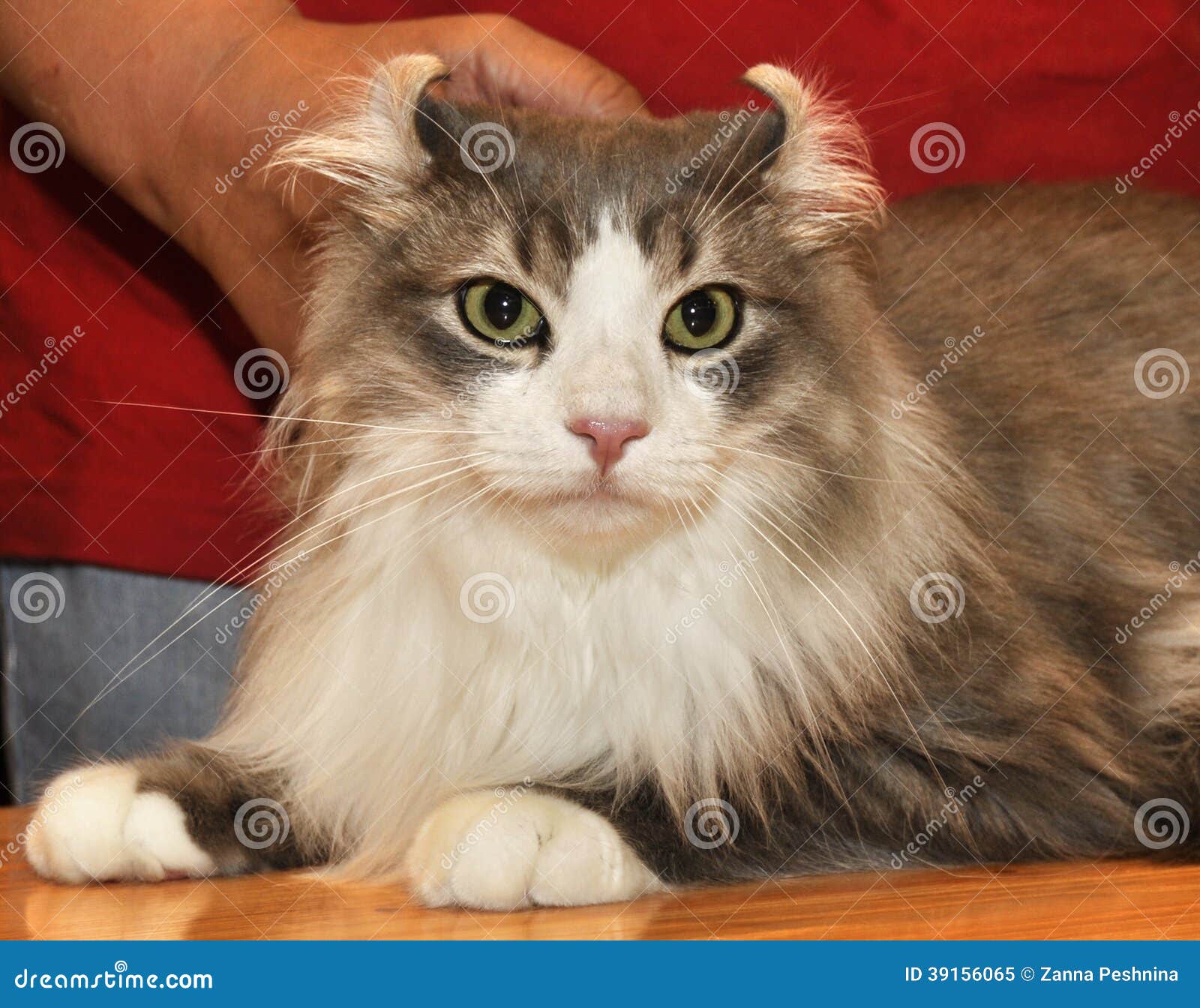 American Curl cat stock image. Image of domestic, portrait - 39156065