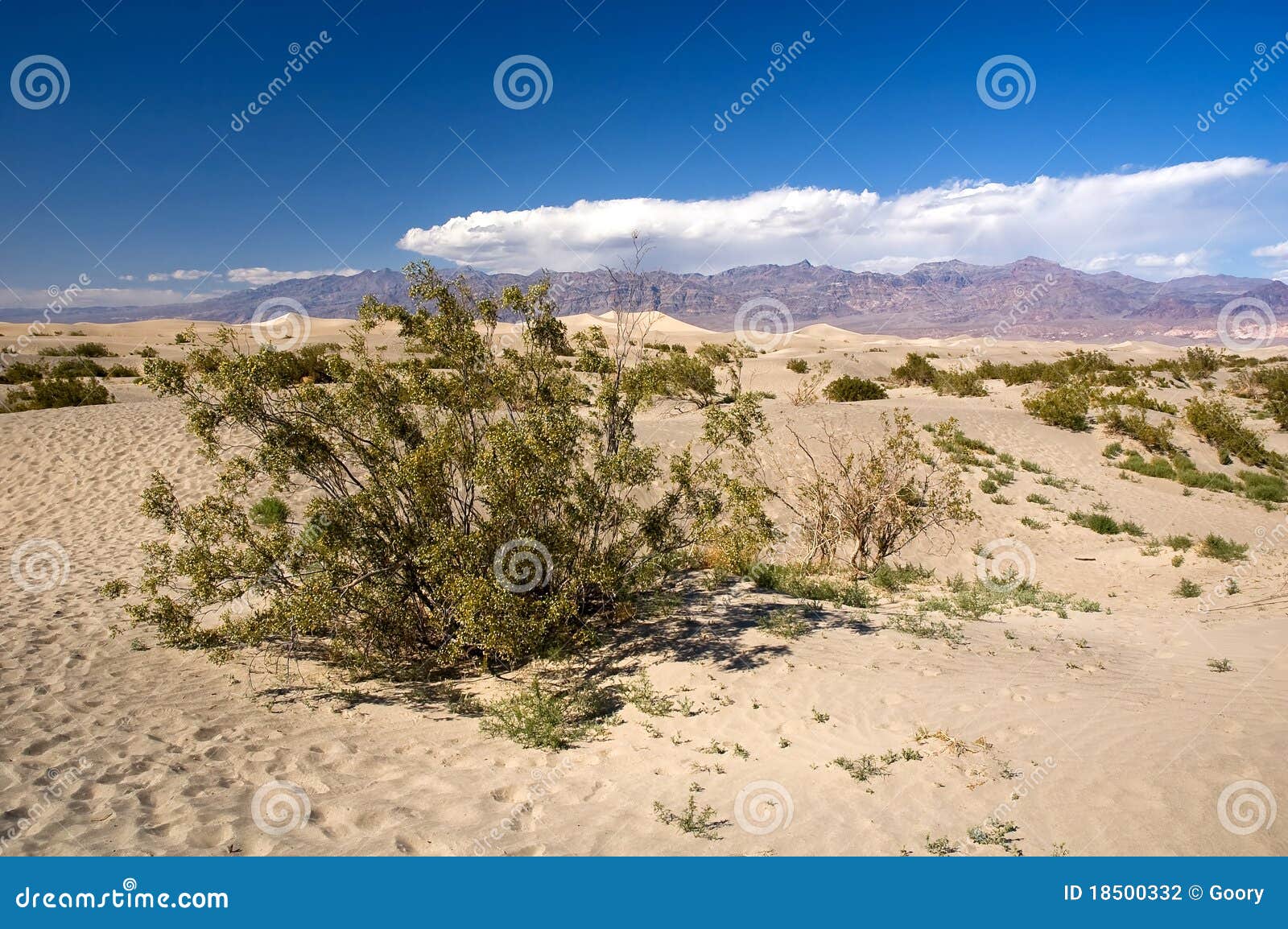 American desert stock photo. Image of desert, environment - 18500332