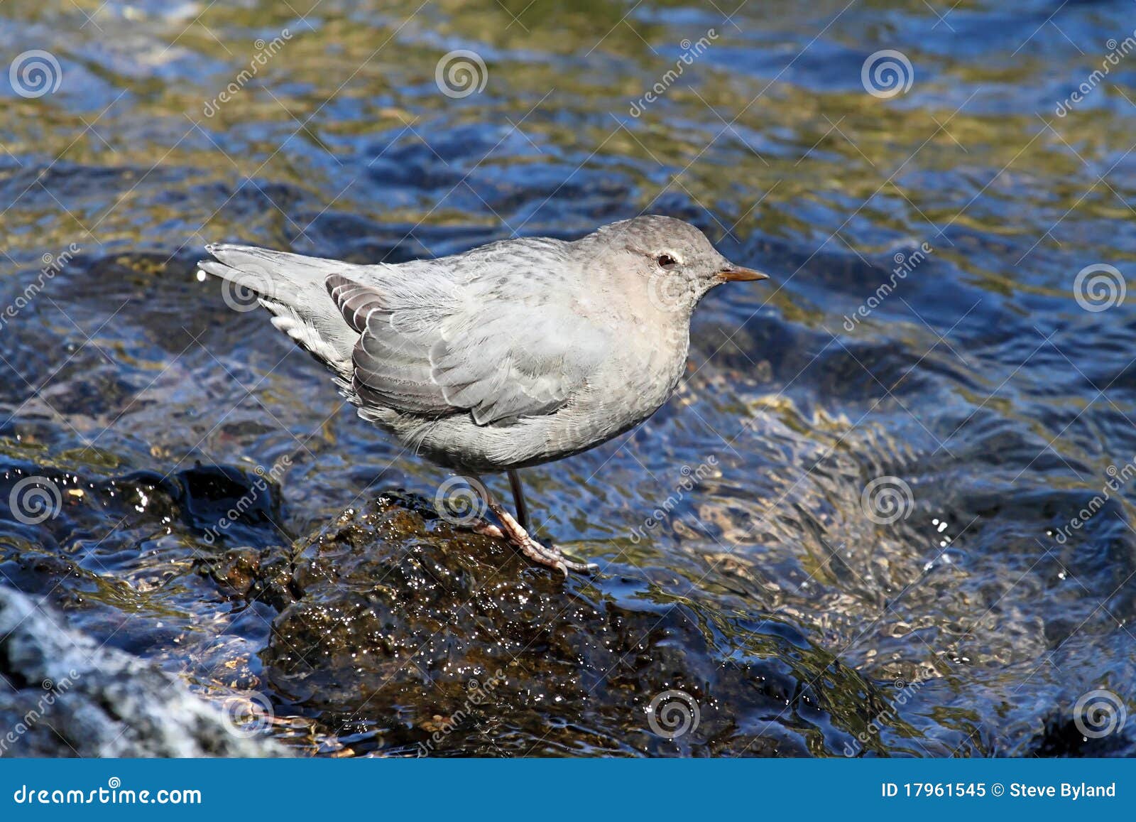 American Dipper - Cinclus Mexicanus Royalty-Free Stock Photo ...
