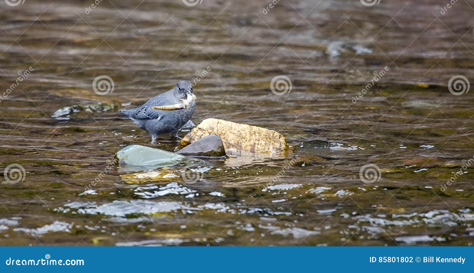 American Dipper Cinclus Mexicanus with Caught Fish Stock Photo - Image ...