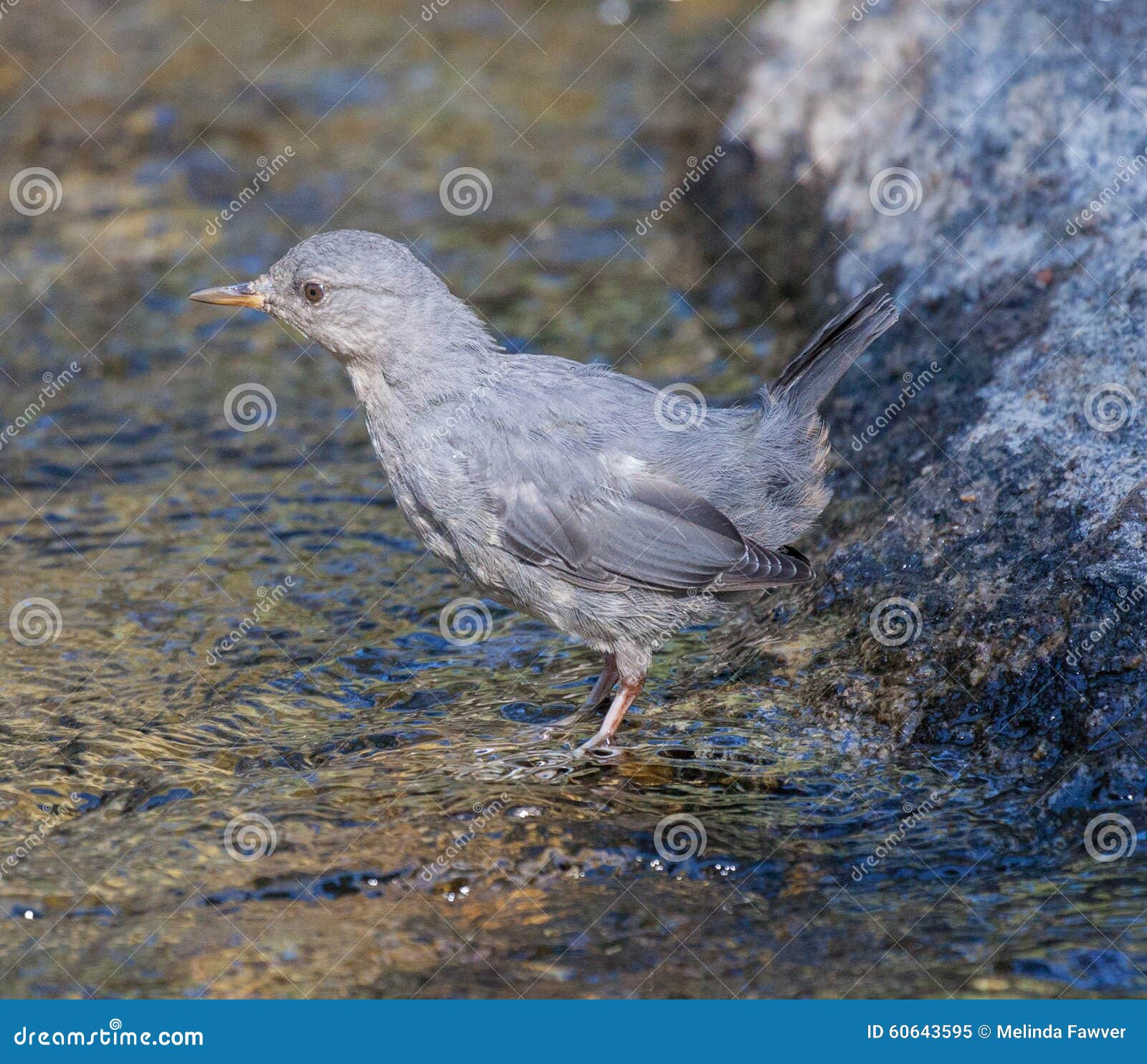 American Dipper stock image. Image of stream, california - 60643595