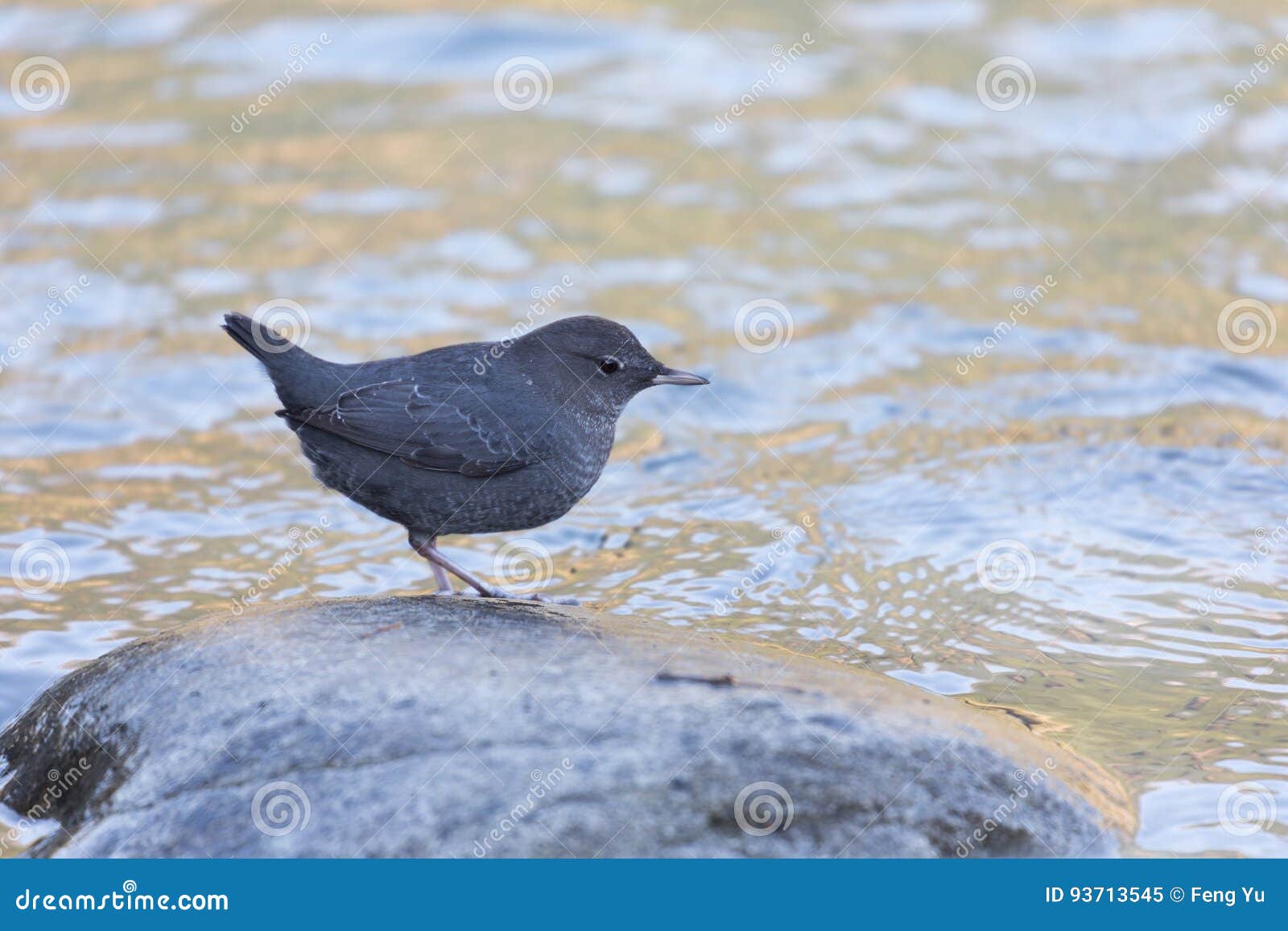 American Dipper stock image. Image of columbia, american - 93713545