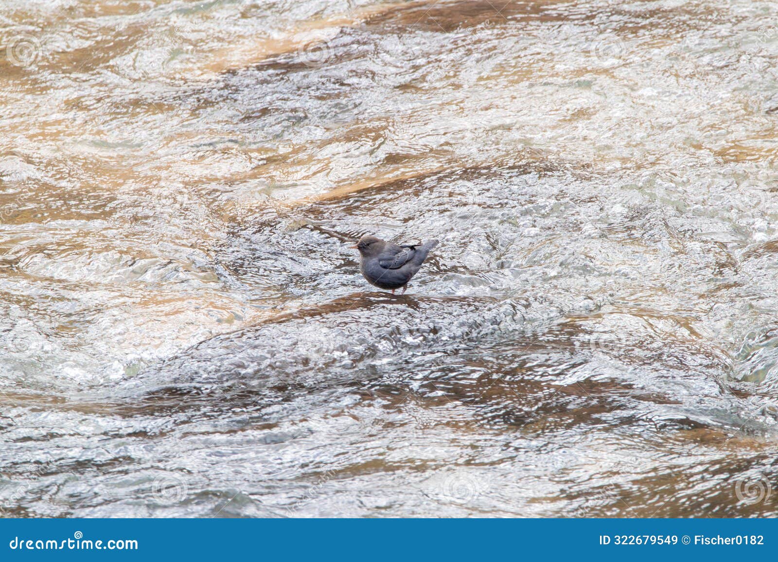 An American Dipper in Zion NP, Utah Stock Image - Image of cinclus ...