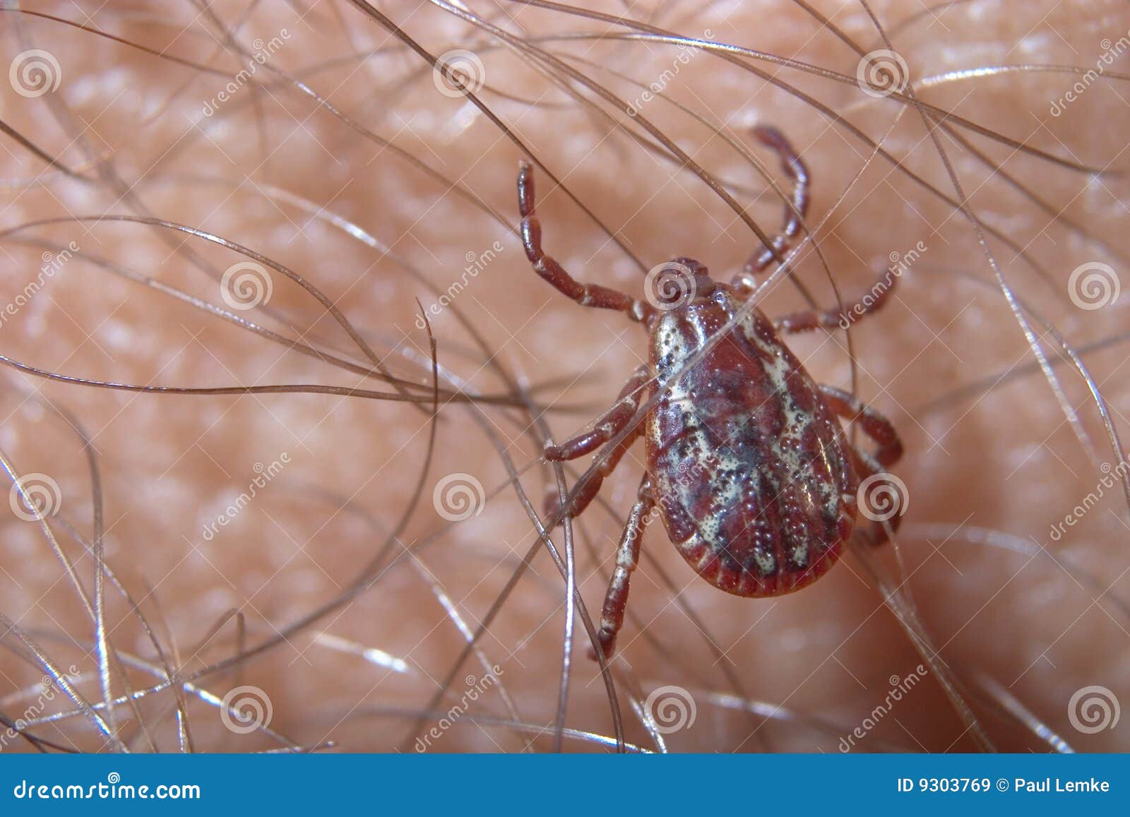 American Dog Tick stock image. Image of female, animal - 9303769