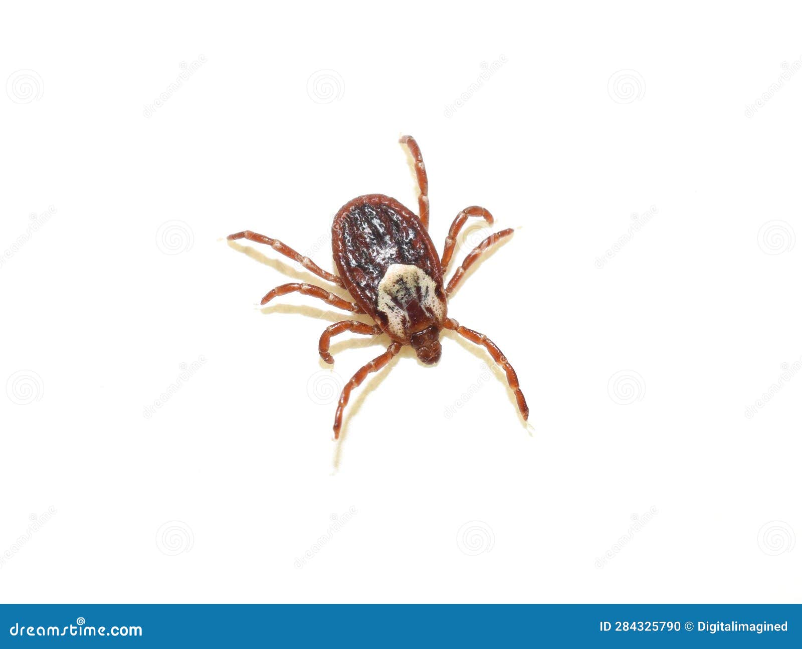 American Dog Tick Between Fingers, Holding Dog Skin In Its Jaws Royalty ...