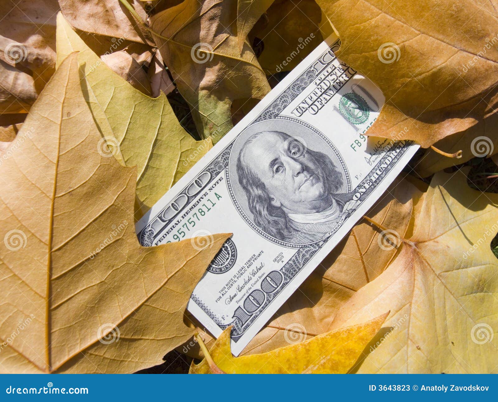 American Dollars and Autumn Leaves Stock Image - Image of autumn ...