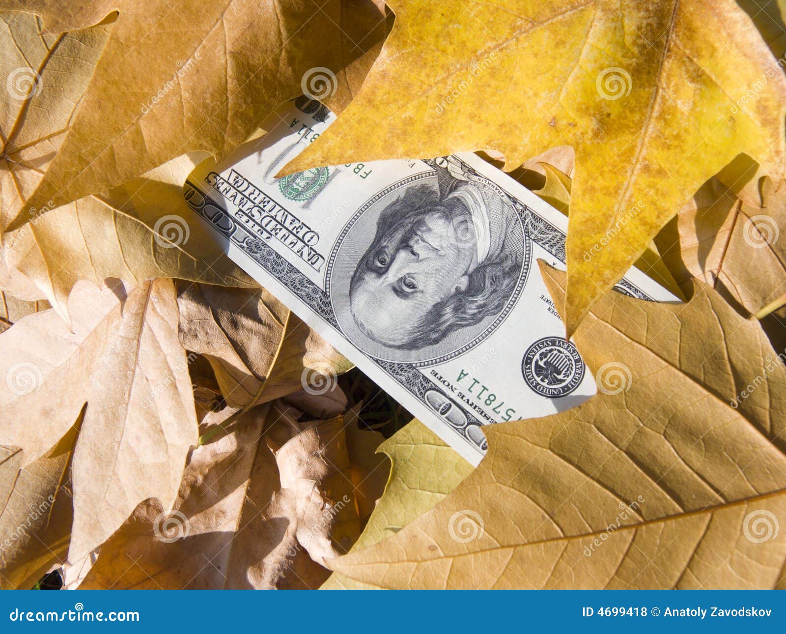 American Dollars and Autumn Leaves Stock Photo - Image of design ...