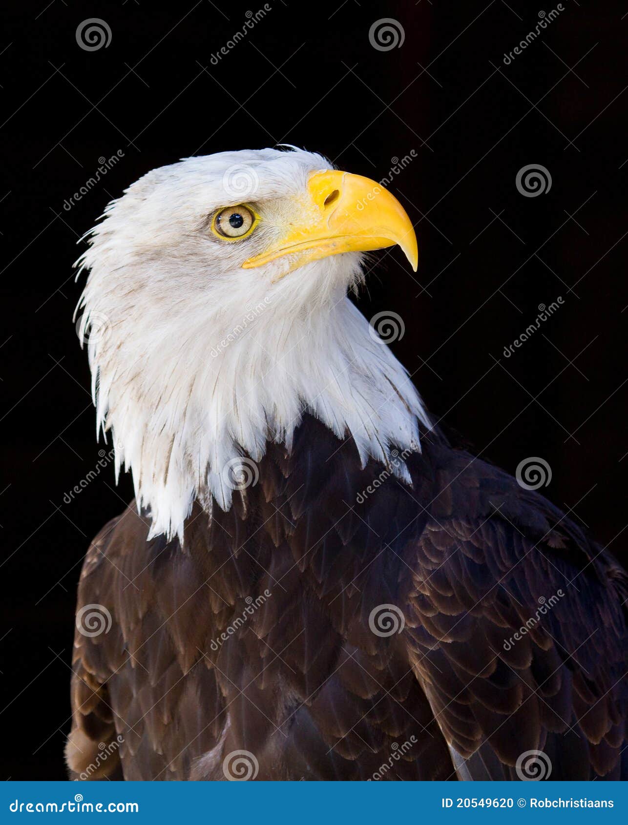 Scary Eagle Standing At The Globe Of Some Of The Roof At Saint Nicholas ...