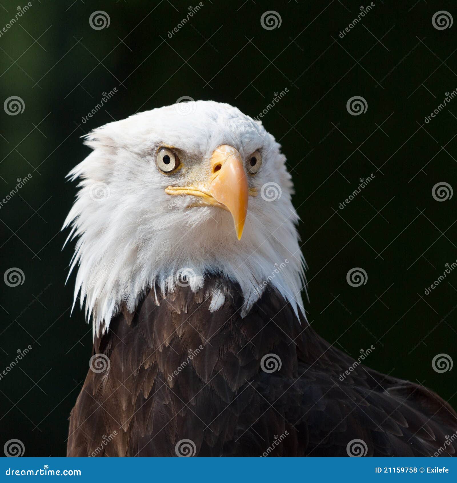 American eagle stock photo. Image of patriotic, raptor - 21159758