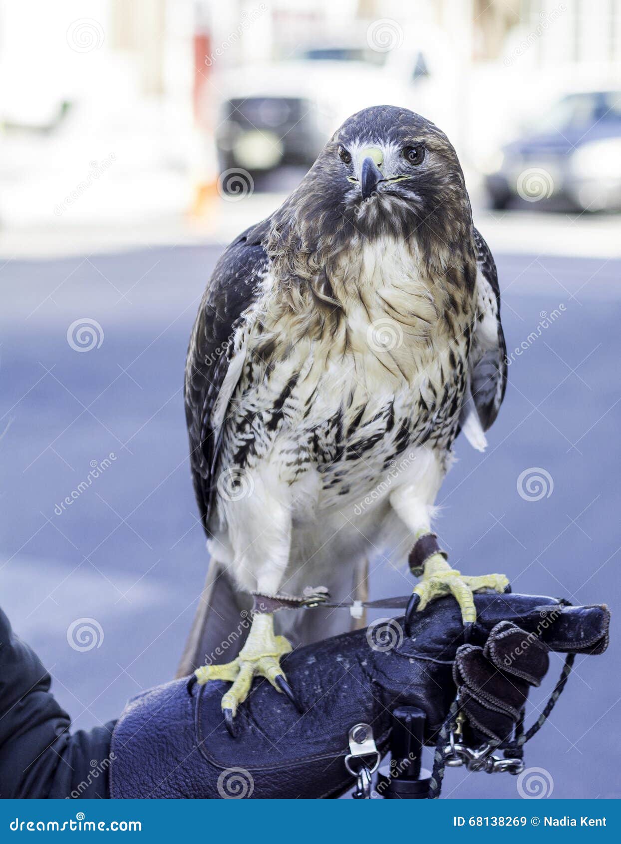 American Eagle Bird Observes Visitors. Stock Image - Image of striong ...