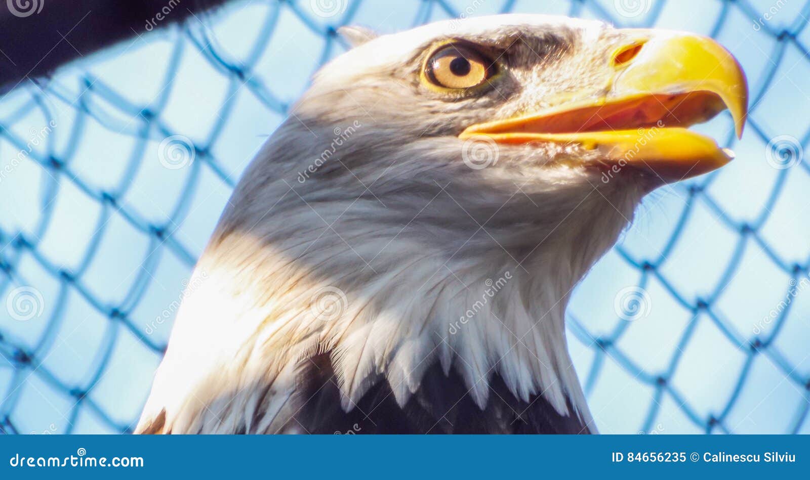 American eagle face stock image. Image of falconry, close - 84656235