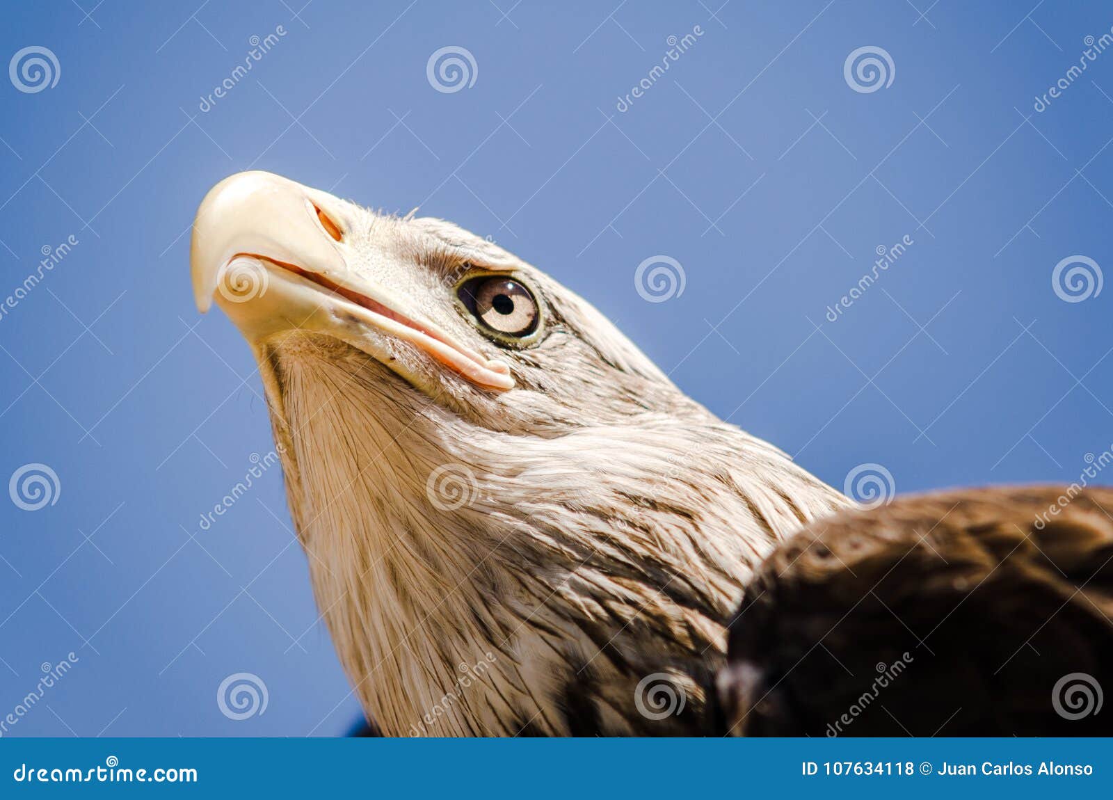 American Eagle Face Expression. Close Up Bottom View Stock Photo ...