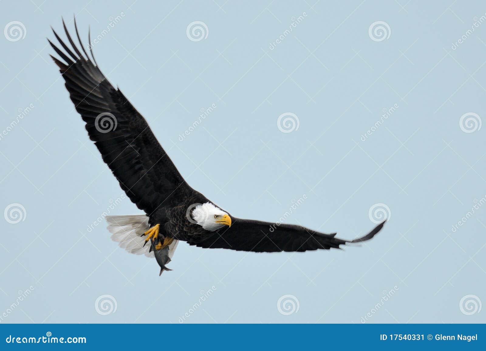 American eagle in flight stock image. Image of soaring - 17540331