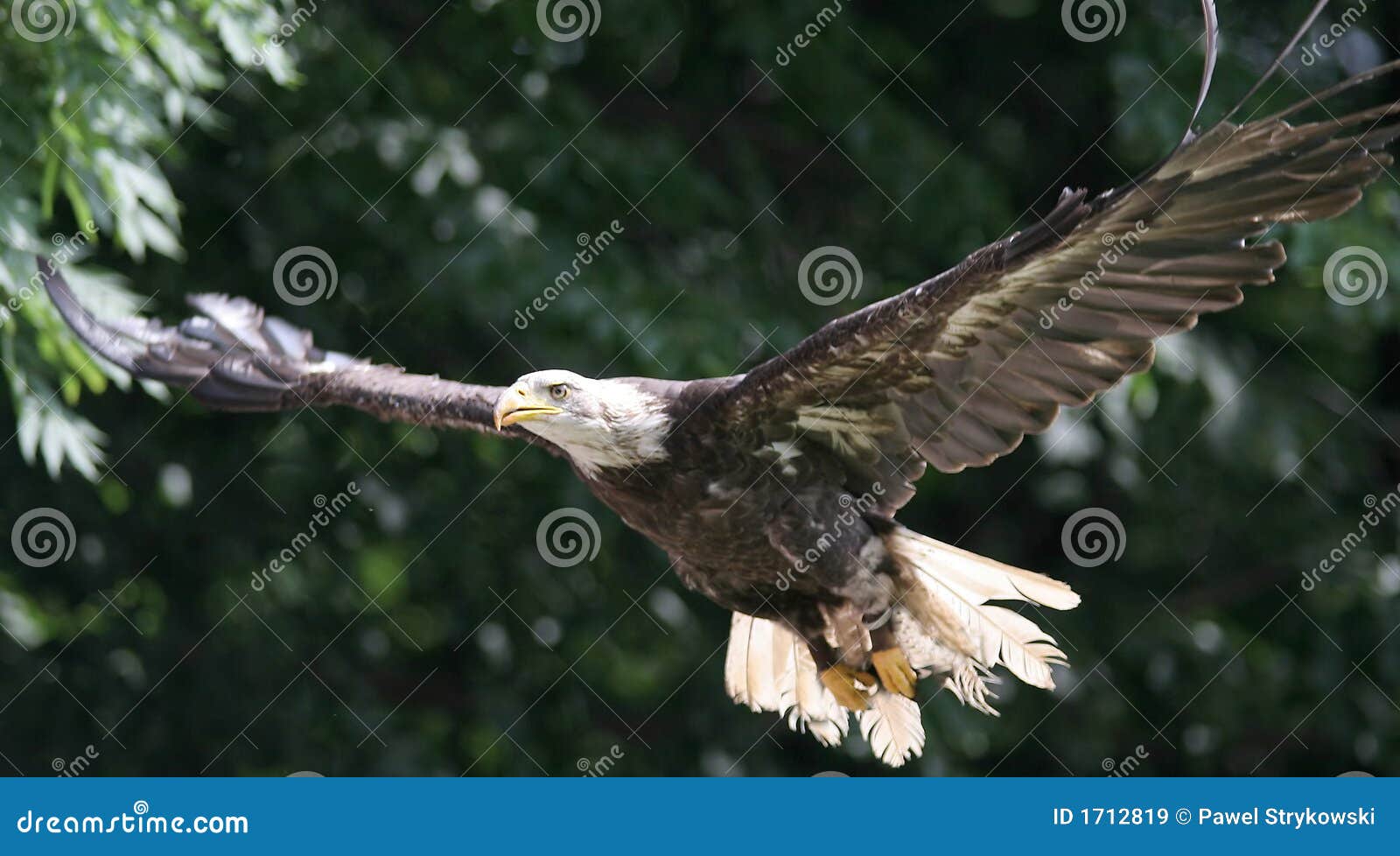 American eagle in fly stock image. Image of majestic, bird - 1712819