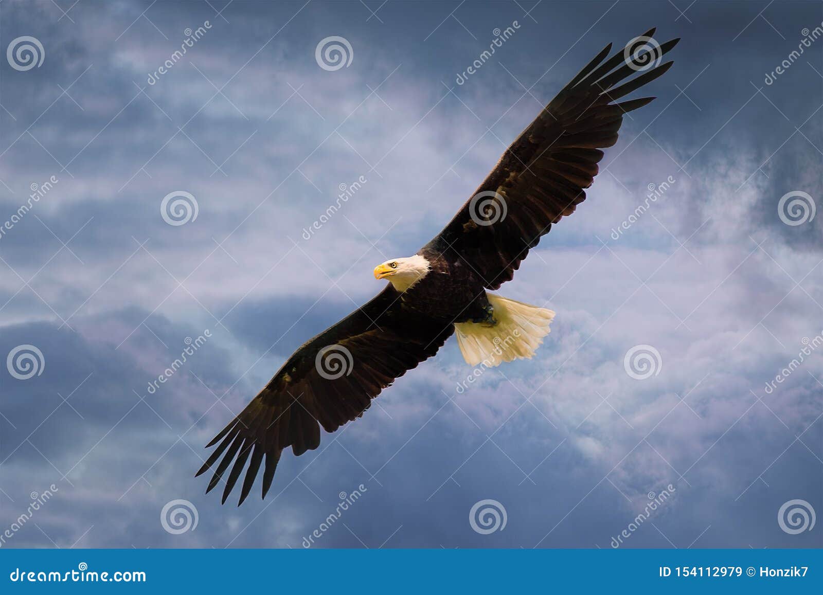 American Eagle Flying Over Dramatic Sky Stock Image - Image of bird ...