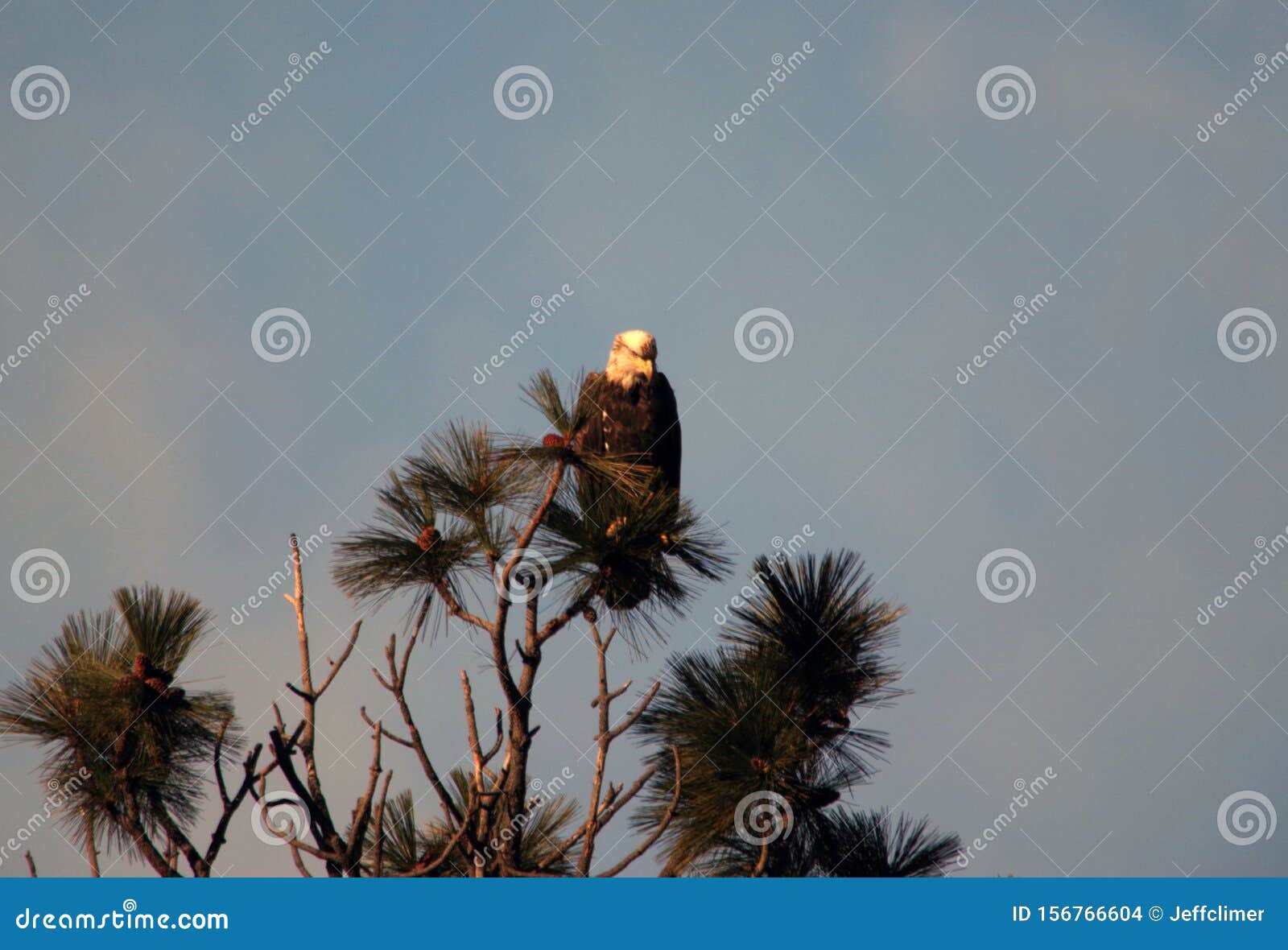 American Eagle Perched in a Tall Tree. Stock Photo - Image of tree ...