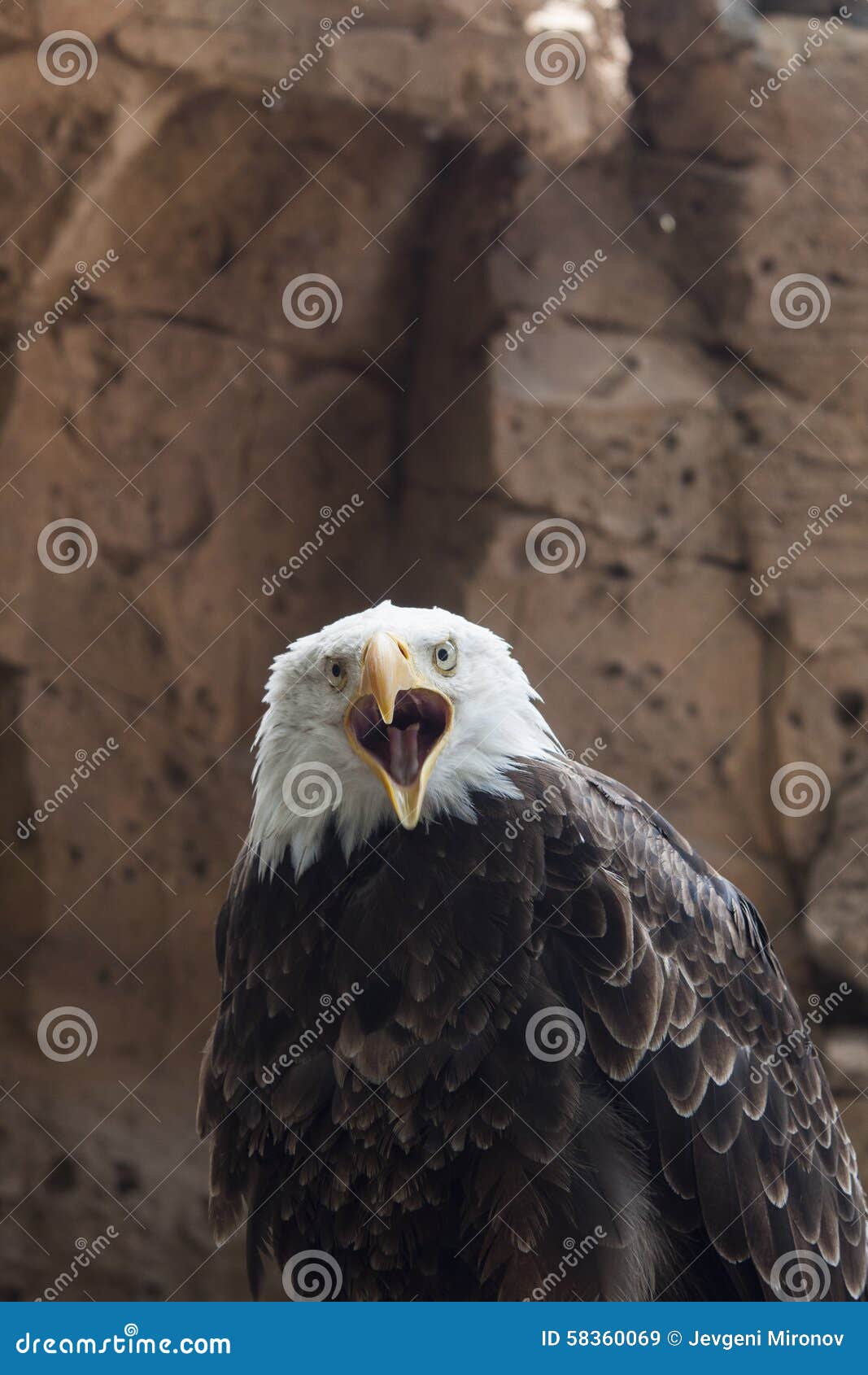 American eagle scream stock image. Image of white, beak - 58360069