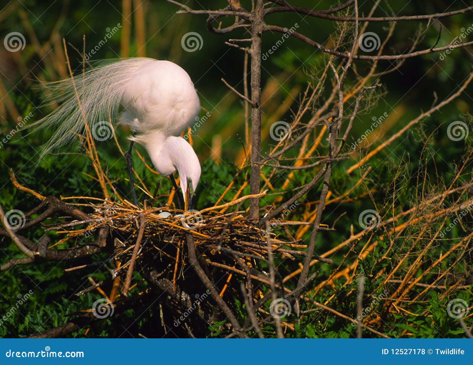 American Egret on Nest stock photo. Image of avian, bird - 12527178