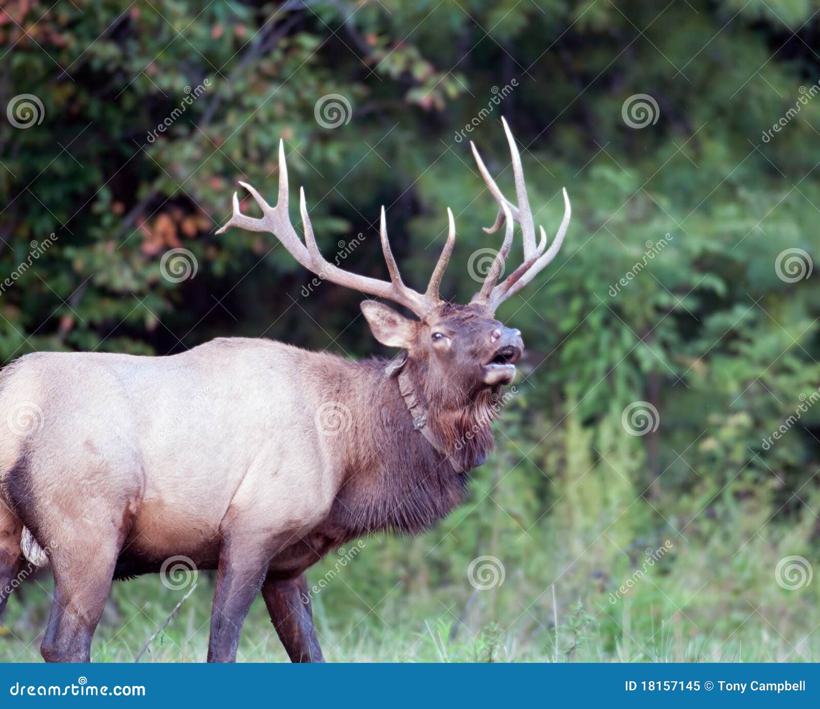 American elk bull stock image. Image of wilderness, male - 18157145