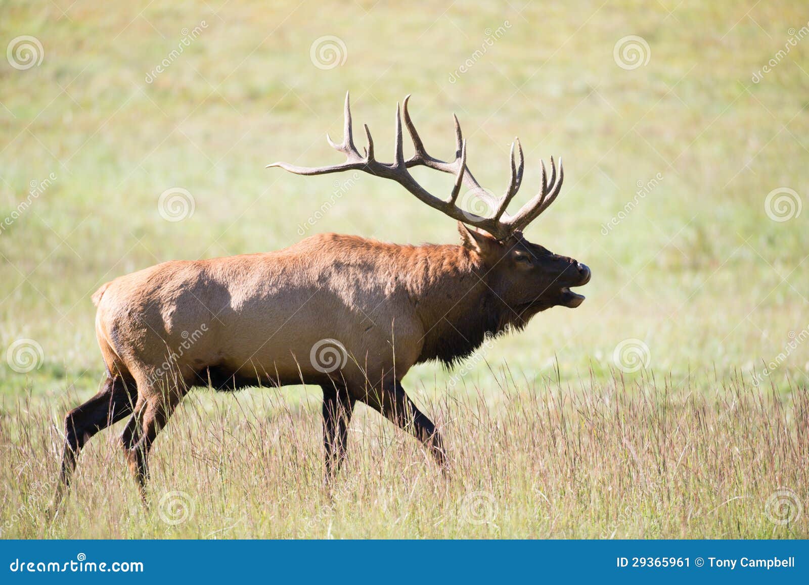 American elk bull stock image. Image of cervus, american - 29365961