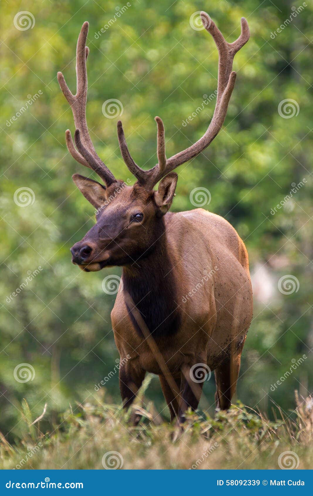 American Elk stock image. Image of summer, bull, late - 58092339