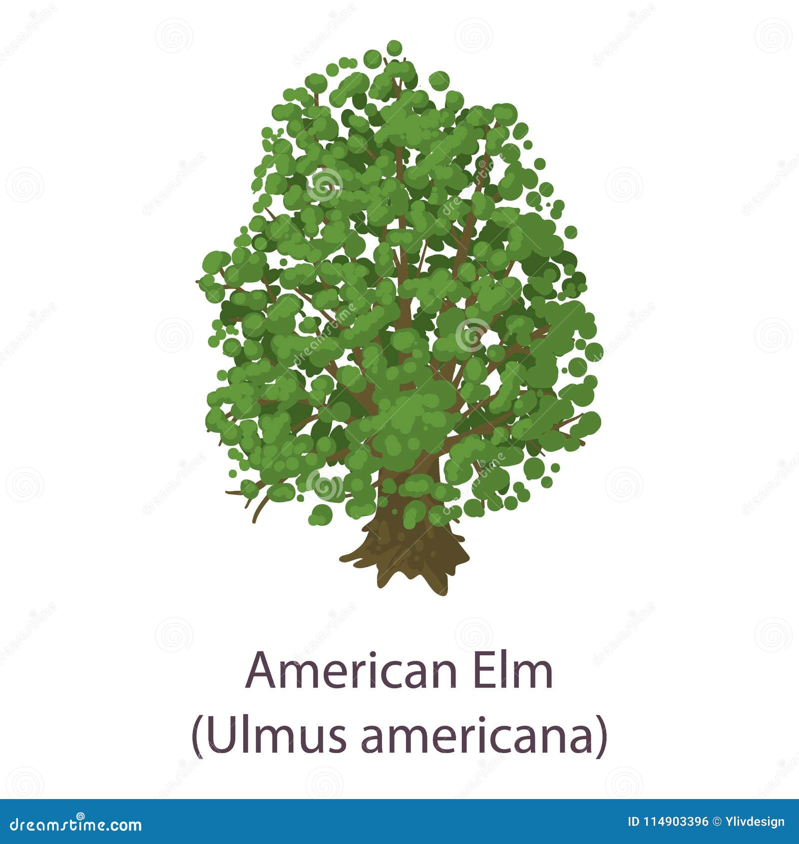 American Elm Icon, Flat Style Stock Vector - Illustration of deciduous ...