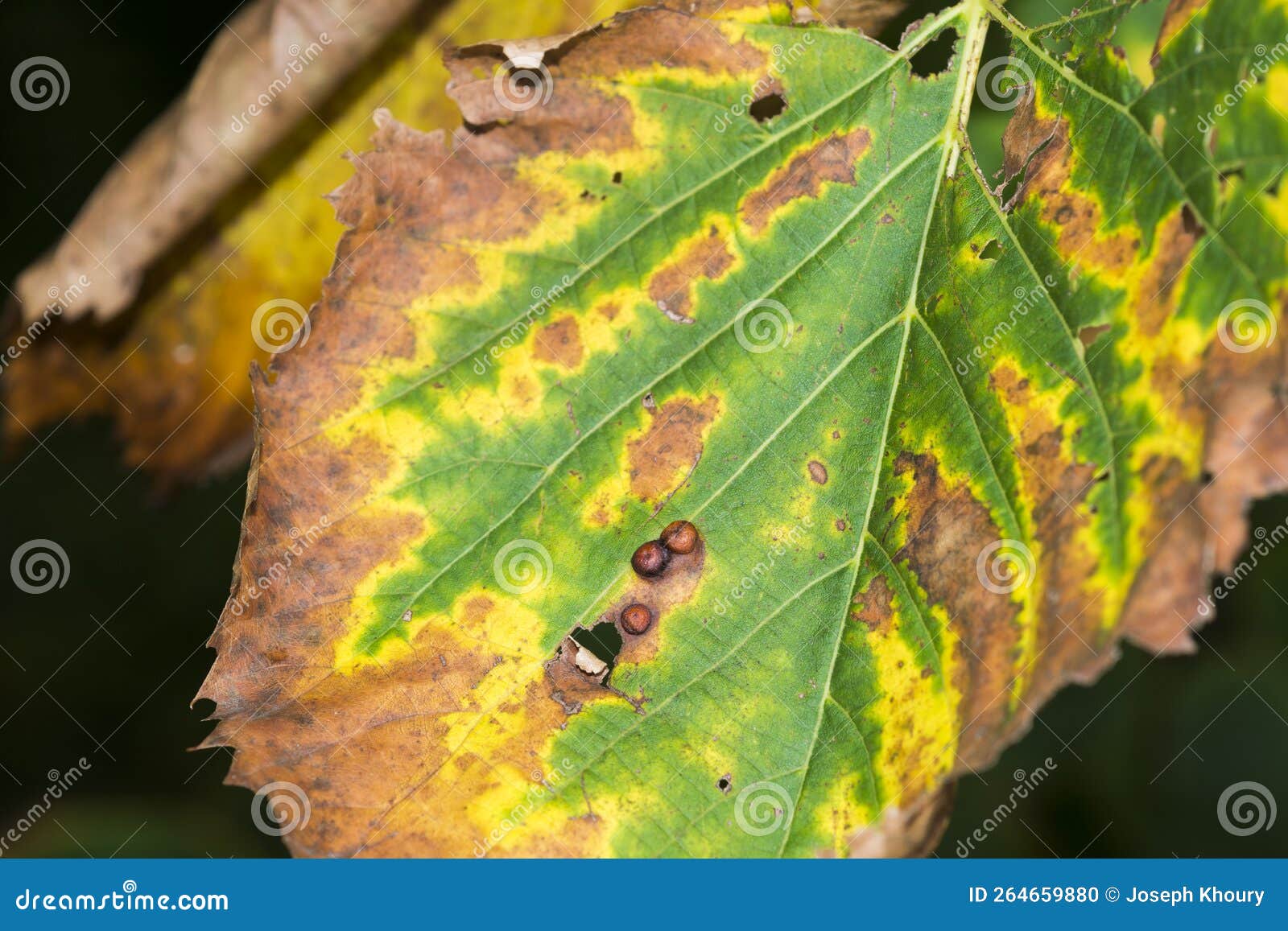 Bacterial Leaf Spot Disease On Rose Royalty-Free Stock Photo ... Bacterial Leaf Spot Disease On Rose Royalty-Free Stock Photo ...